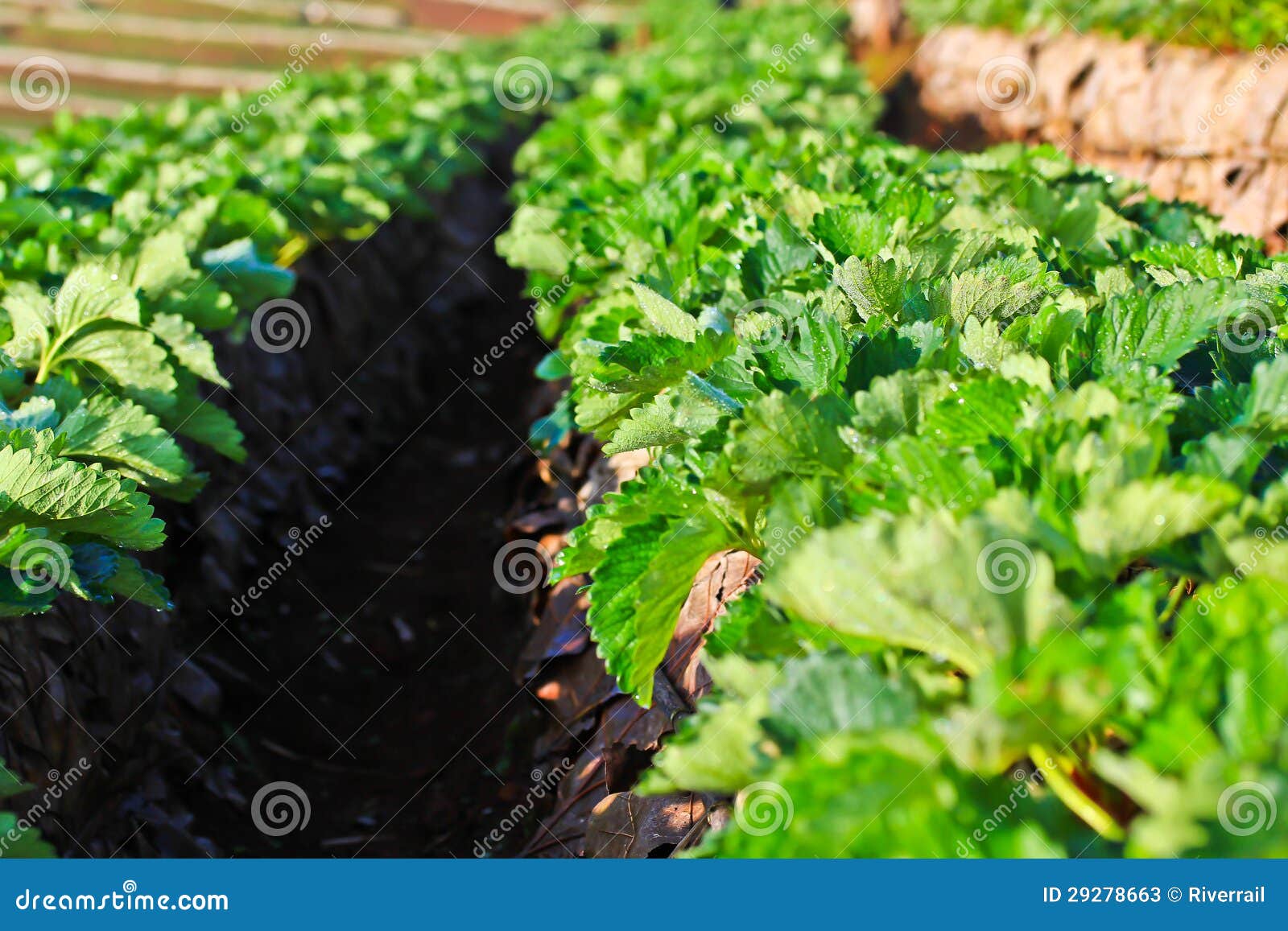 Strawberry Garden stock image. Image of natural, green - 29278663