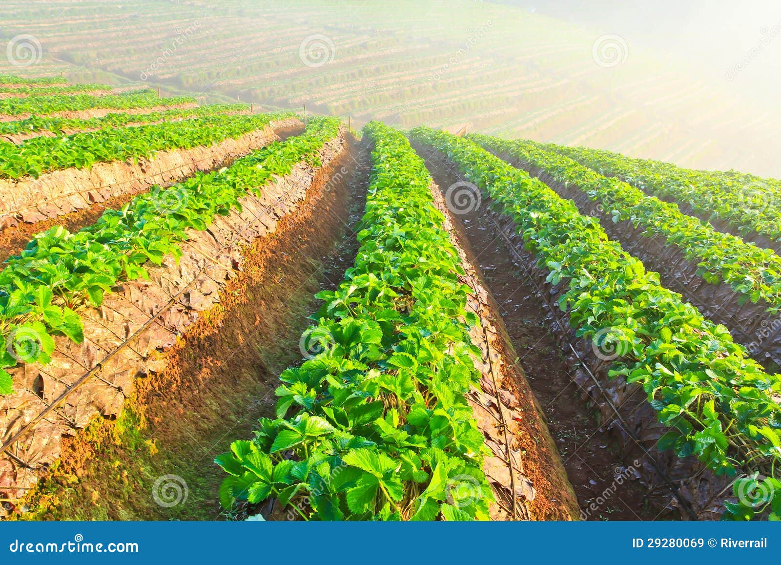 Strawberry Garden stock image. Image of nature, herbs - 29280069