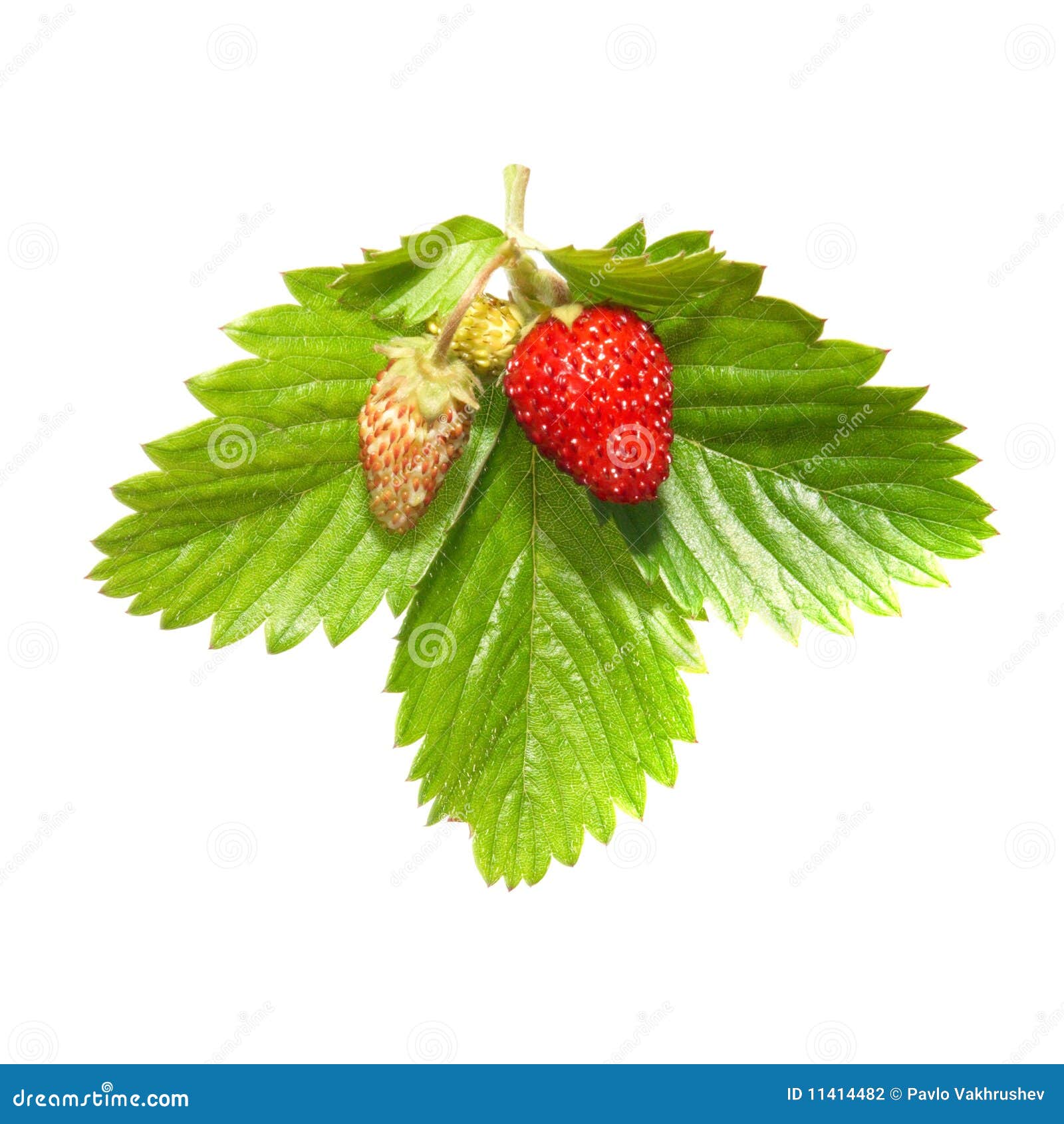 Strawberry with green leaf stock photo. Image of fresh - 11414482