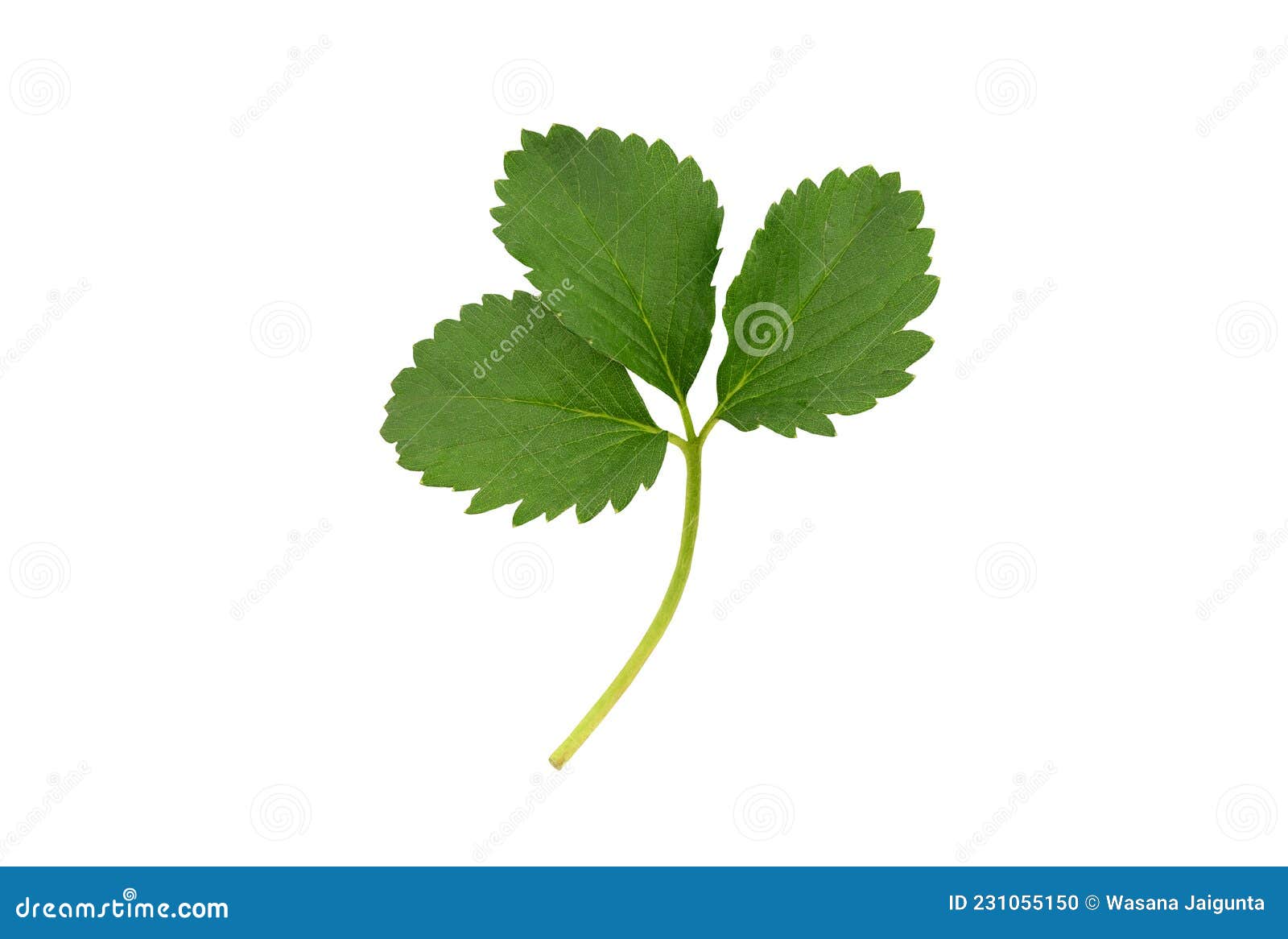 Strawberry Green Leaves Isolated on White Background with Clipping Path ...