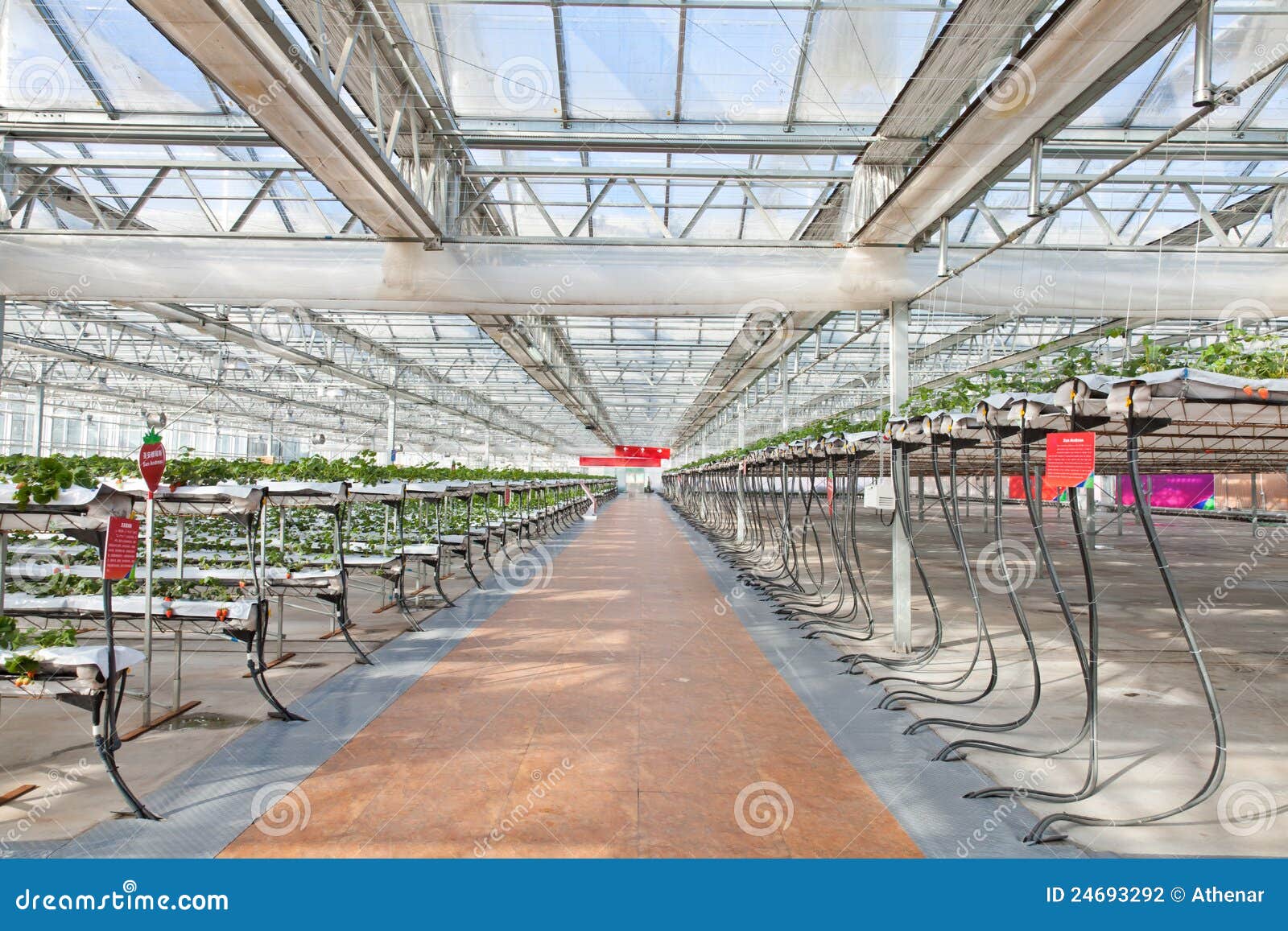 Strawberry greenhouse stock photo. Image of agricultural - 24693292