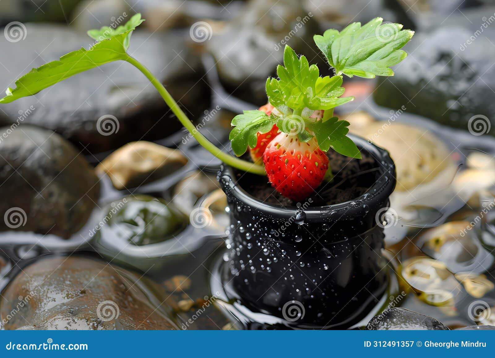 Strawberry Growing in a Pot with Water Drops on the Stones. Ai ...
