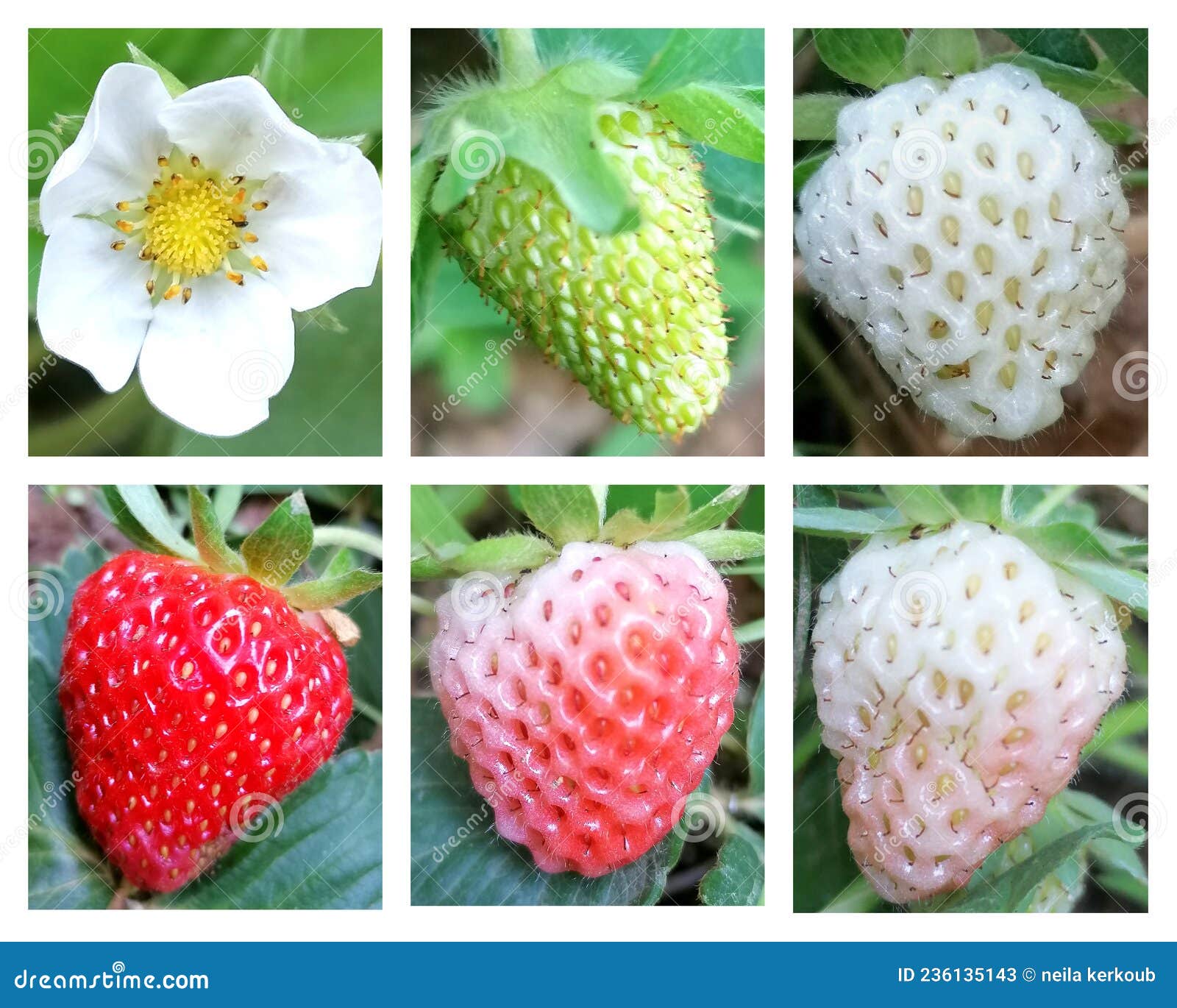 Strawberry Growing Stages from My Garden Stock Image - Image of stages ...