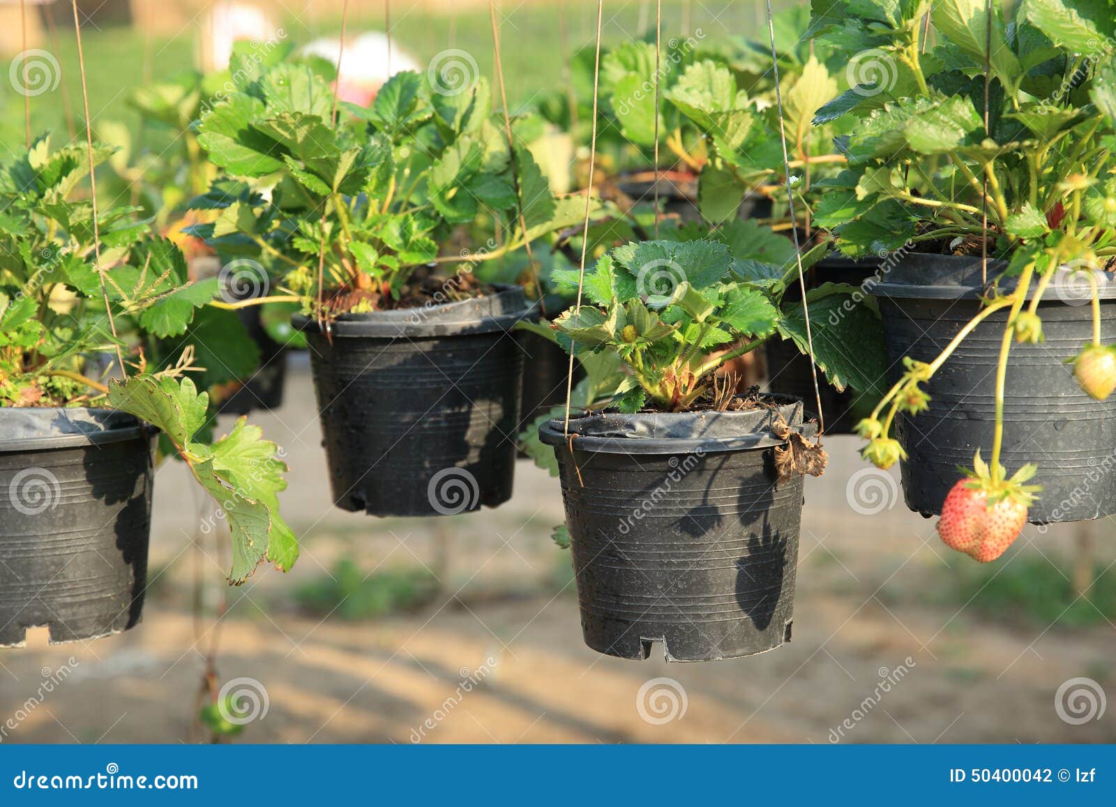 Strawberry Growth at Garden Stock Photo - Image of leaf, growth: 50400042