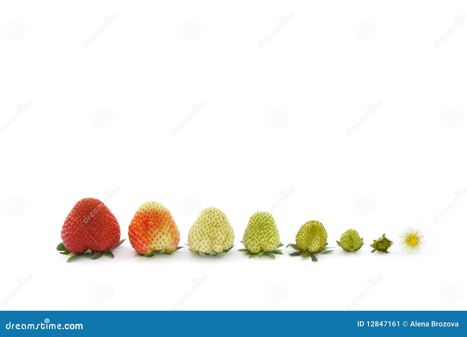 Strawberry Growth Isolated on White Stock Image - Image of food, cutout ...