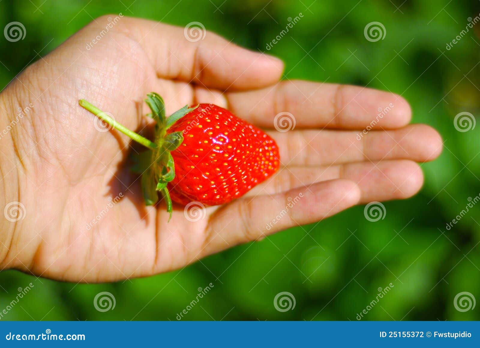 Strawberry in hand stock photo. Image of natural, balance - 25155372