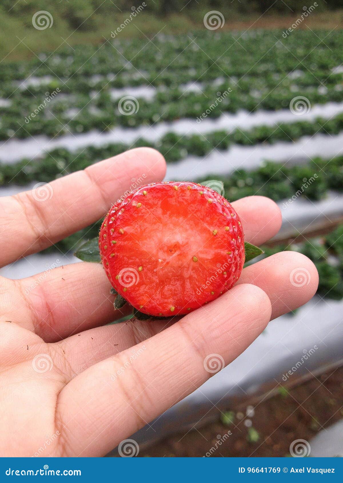 Strawberry stock image. Image of hand, strawberry, fingers - 96641769
