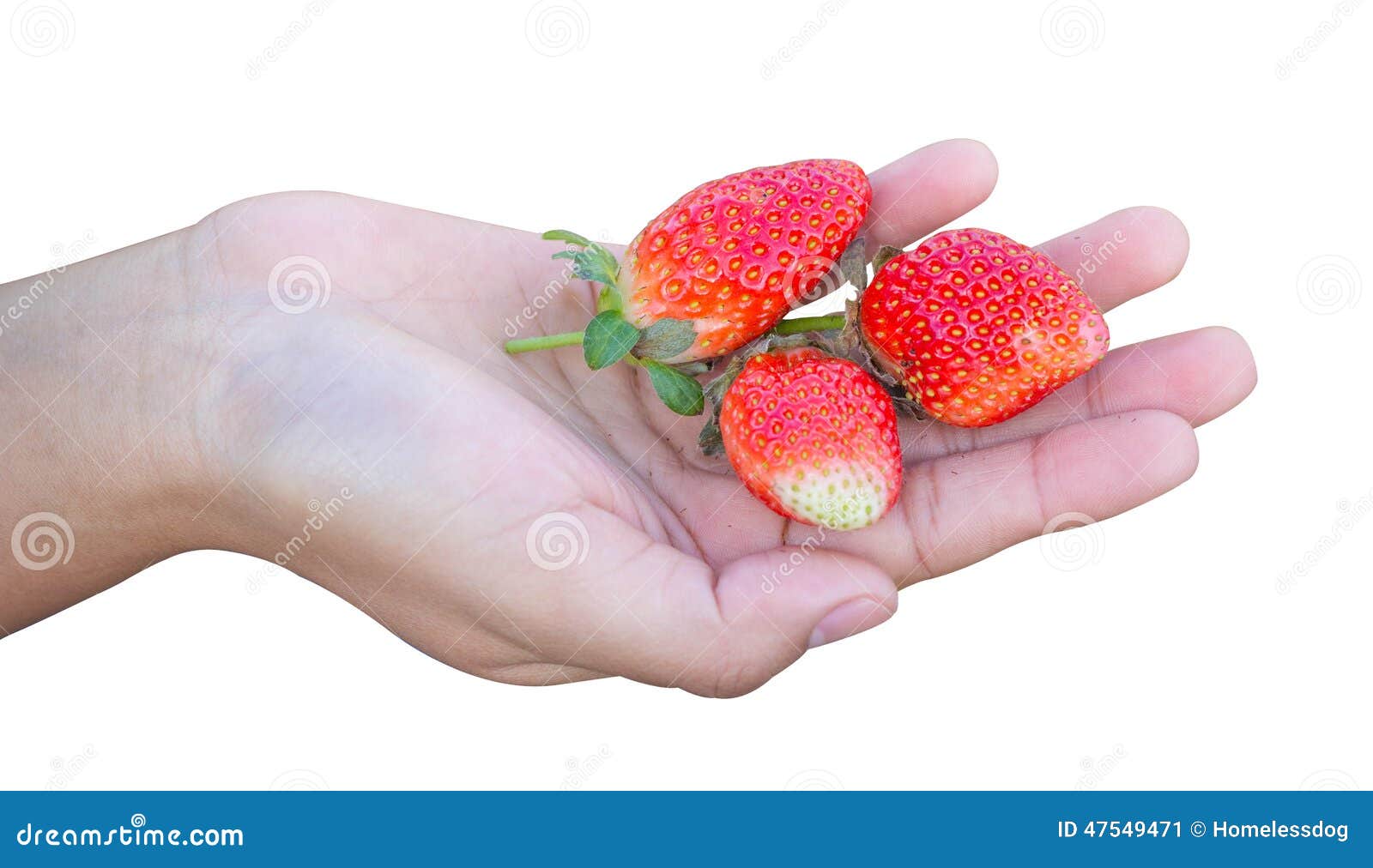 Strawberry on Hand Isolated Stock Image - Image of gather, cluster ...