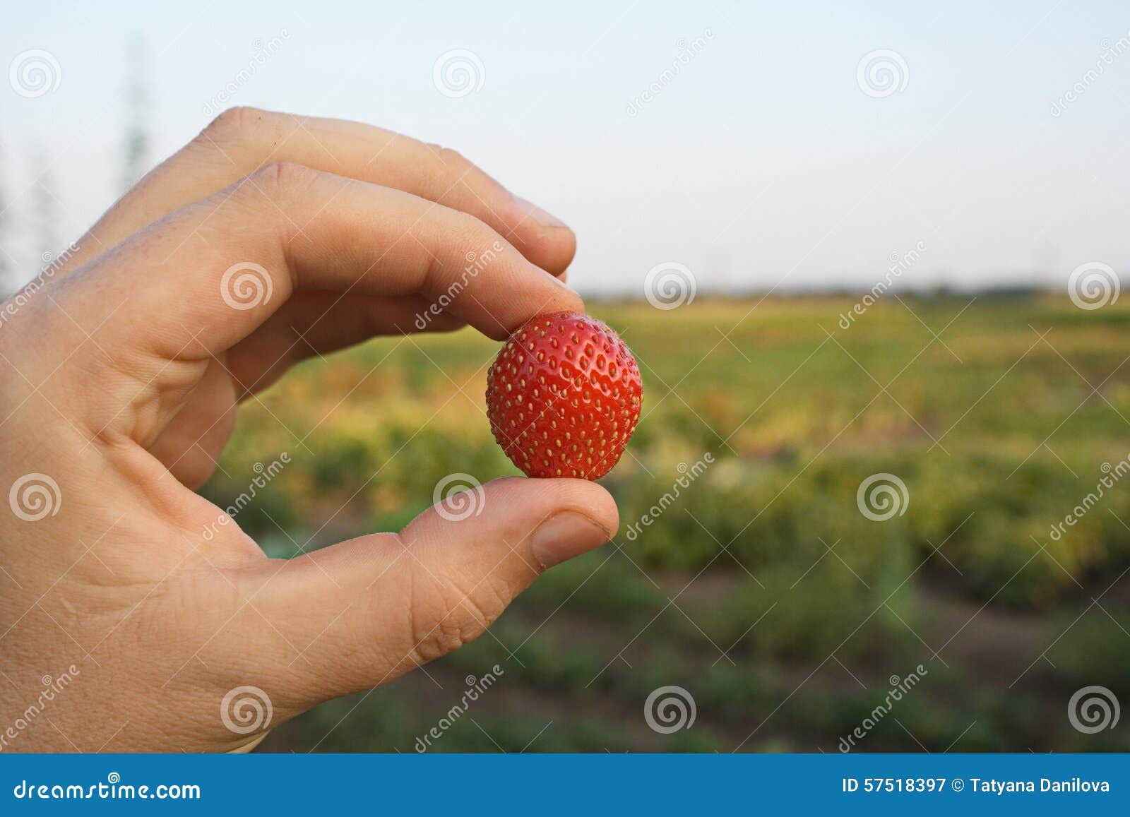 Strawberry in hand stock image. Image of nature, berry - 57518397