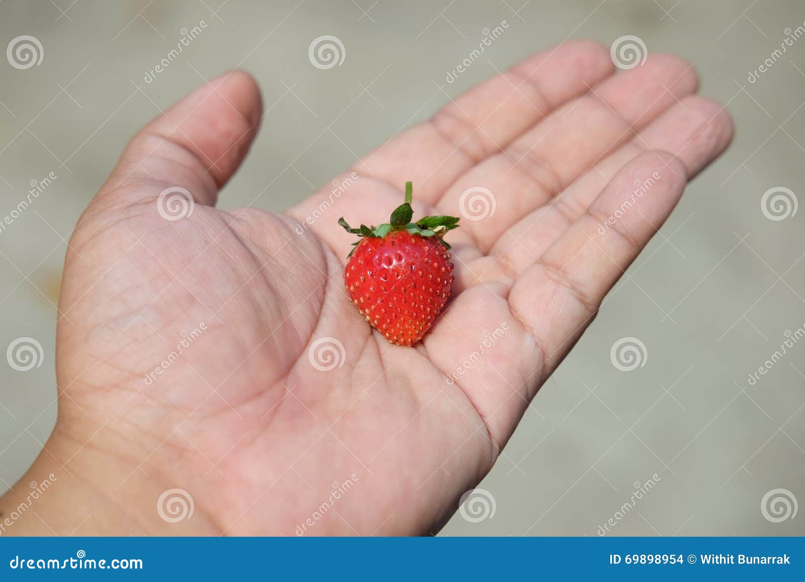 Strawberry in hand stock photo. Image of fruits, green - 69898954