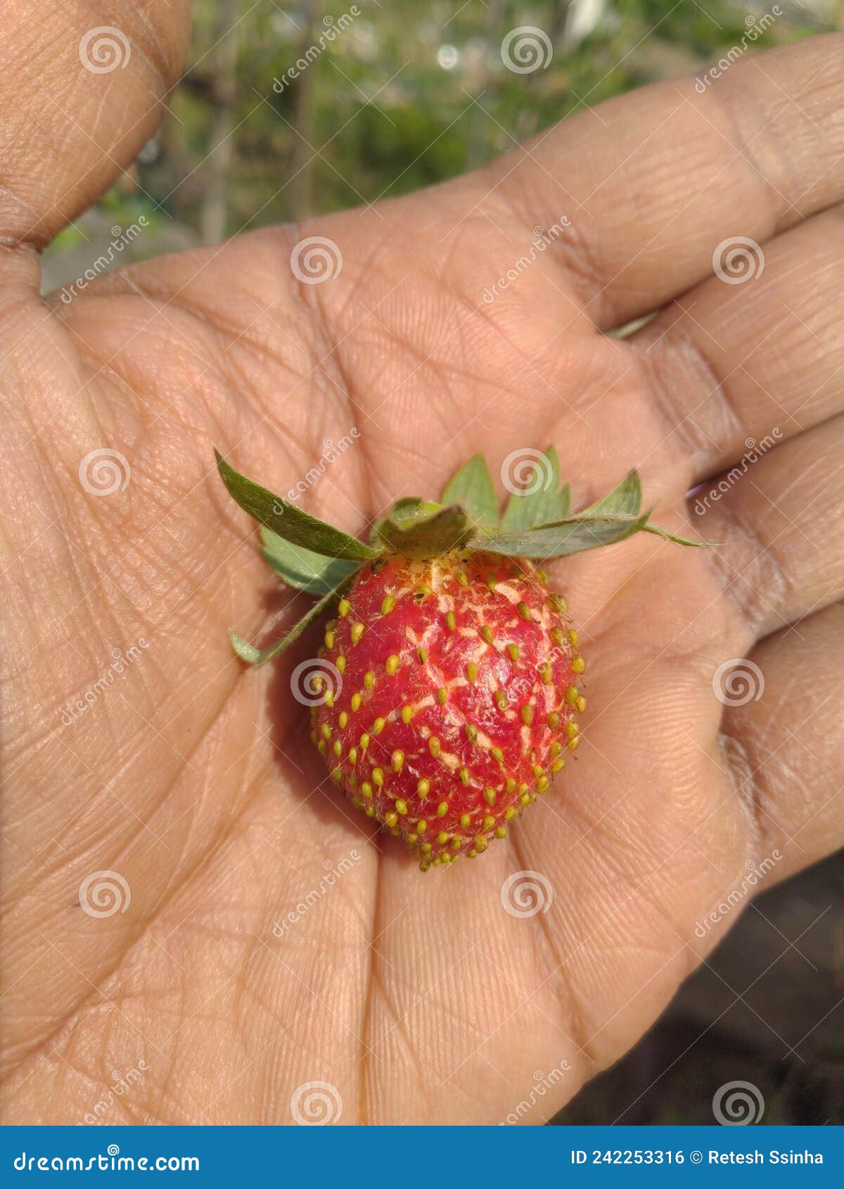 Strawberry in the hand stock photo. Image of food, hand - 242253316