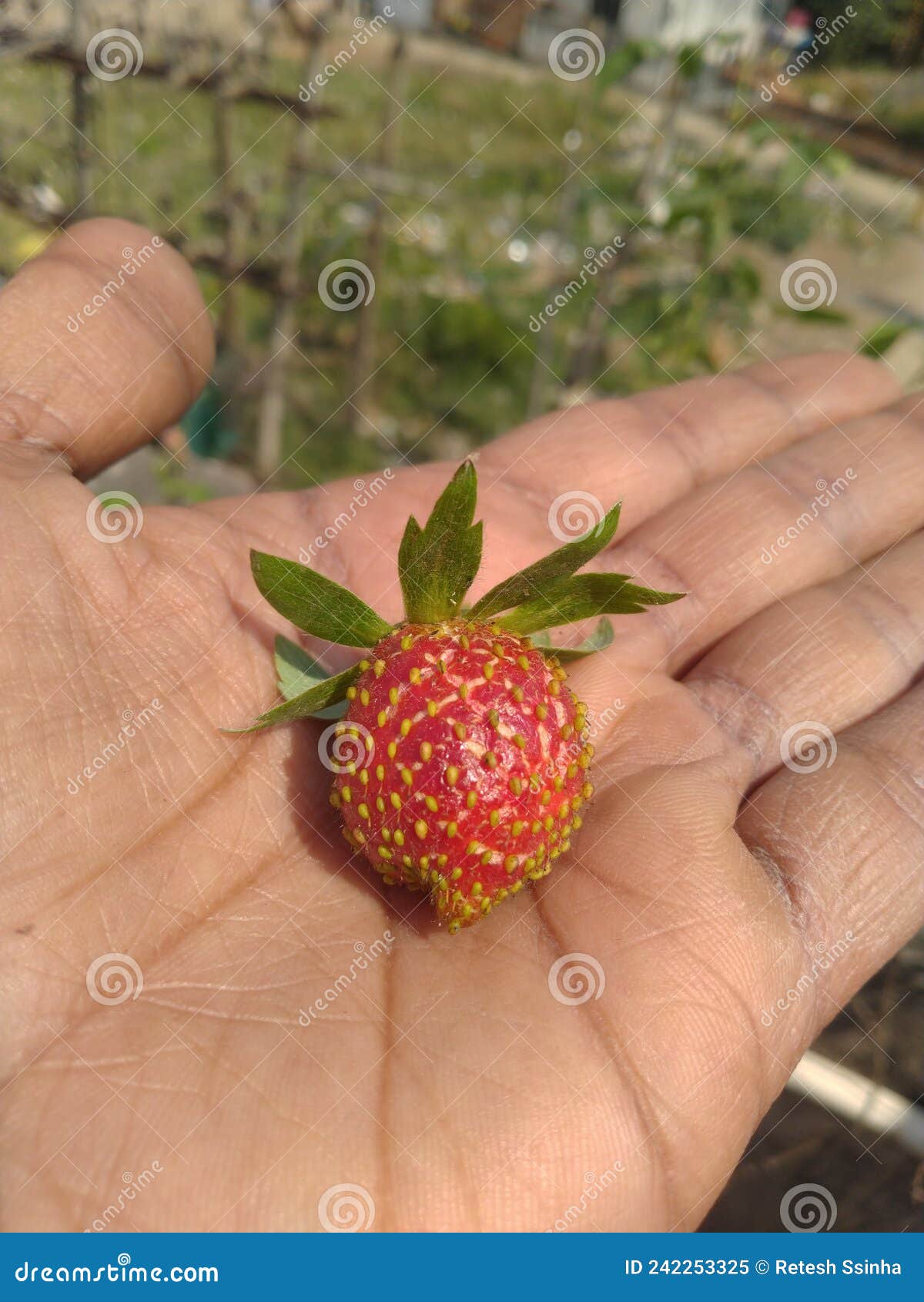 Strawberry in the hand stock image. Image of organ, produce - 242253325