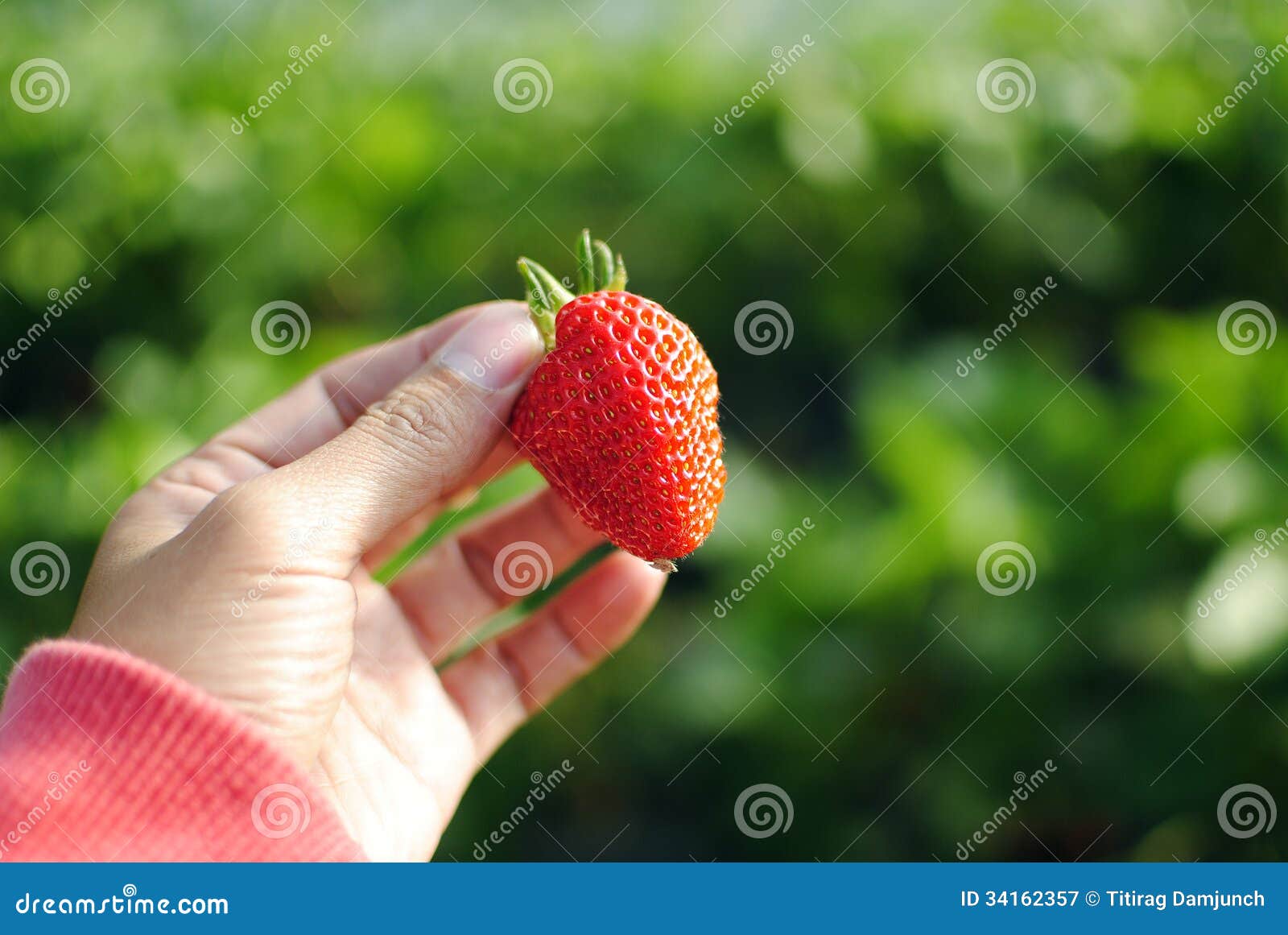 Strawberry in hand stock image. Image of organic, fruit - 34162357