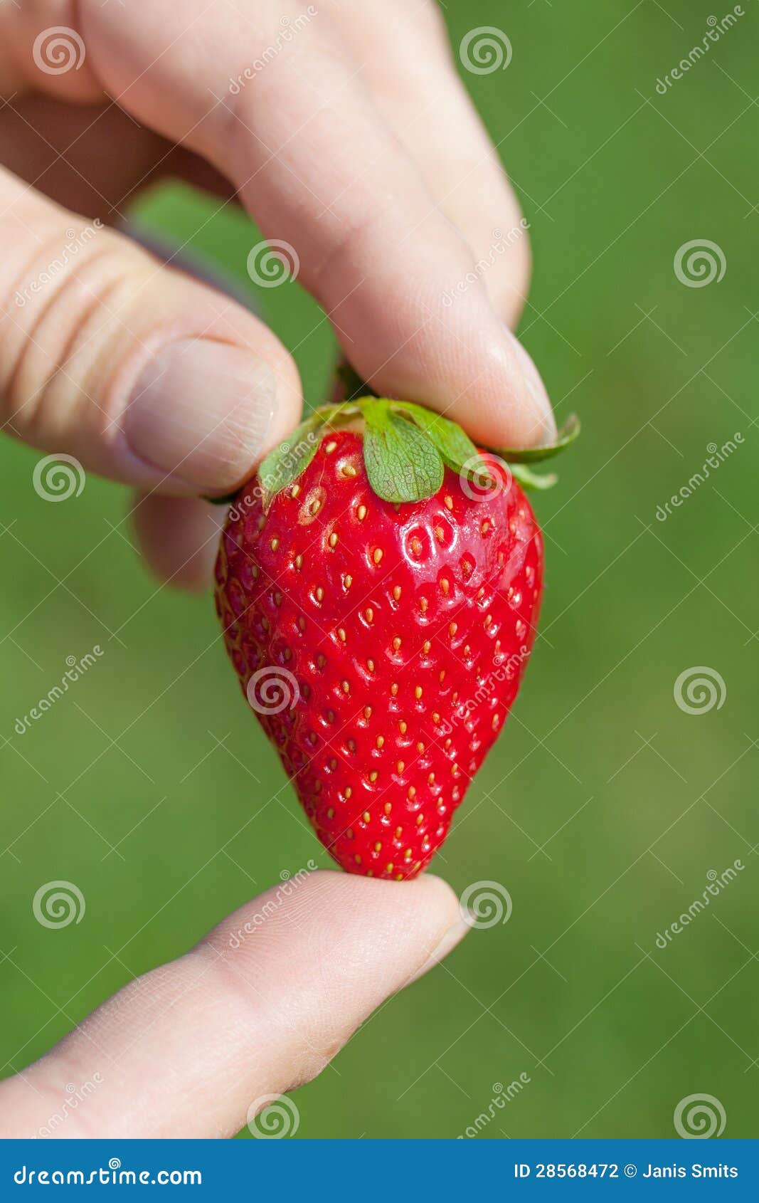 Strawberry in hands. stock photo. Image of freshness - 28568472