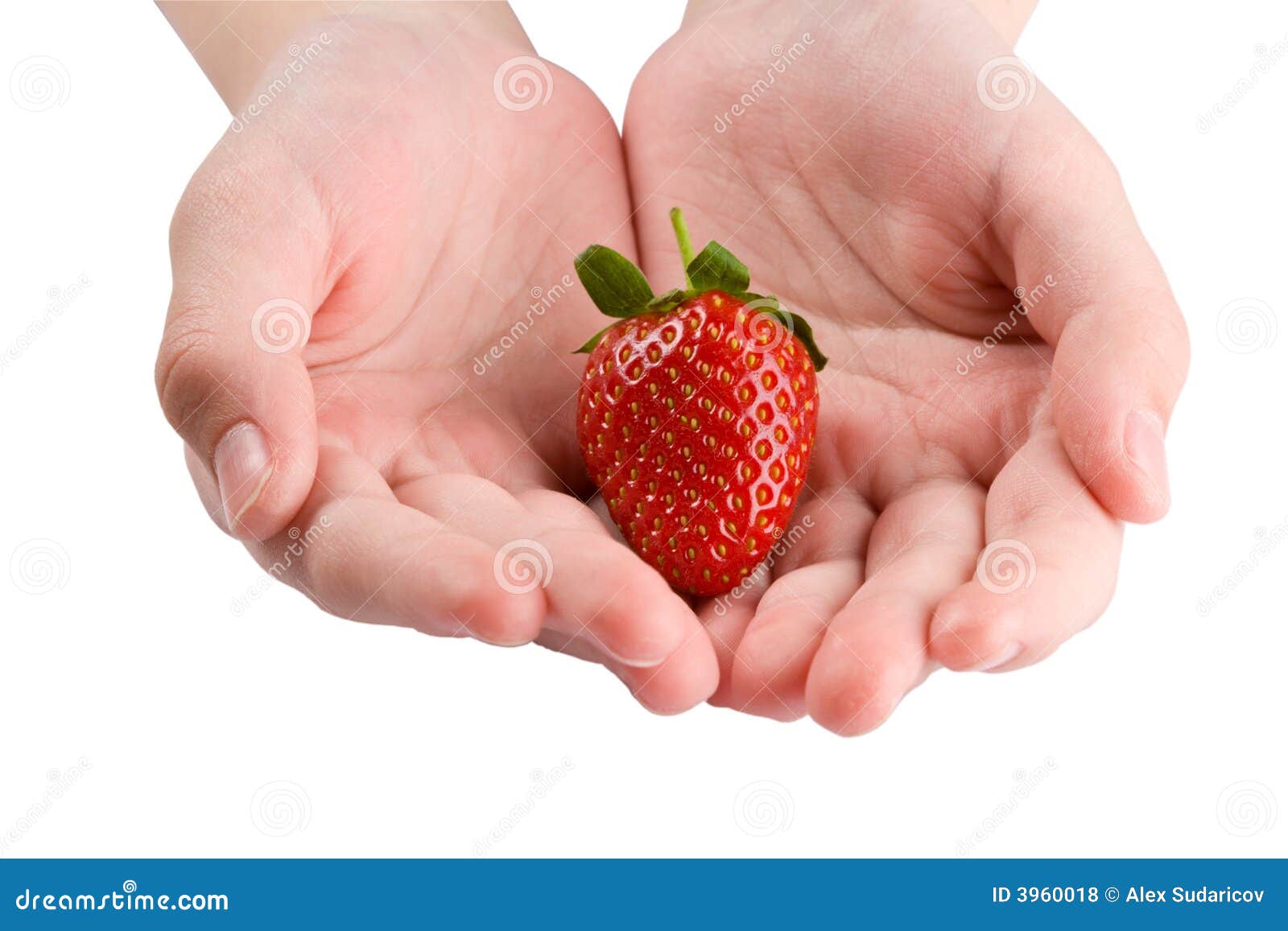 Strawberry in hands stock photo. Image of fruit, ingredient - 3960018