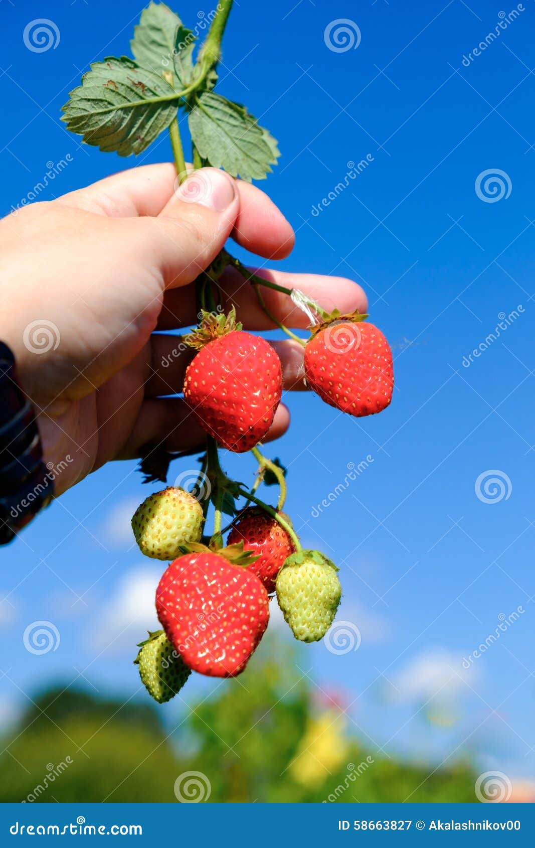 Strawberry in hands stock image. Image of plant, field - 58663827