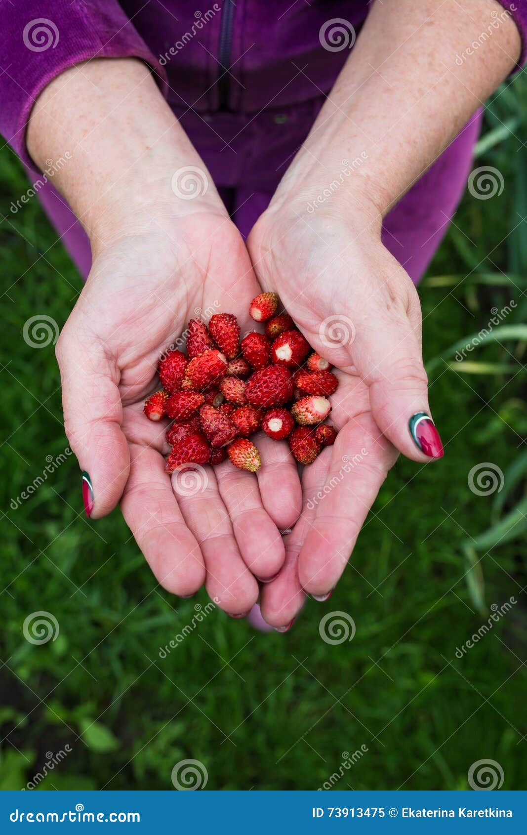 Strawberry in hands stock image. Image of crop, gourmet - 73913475