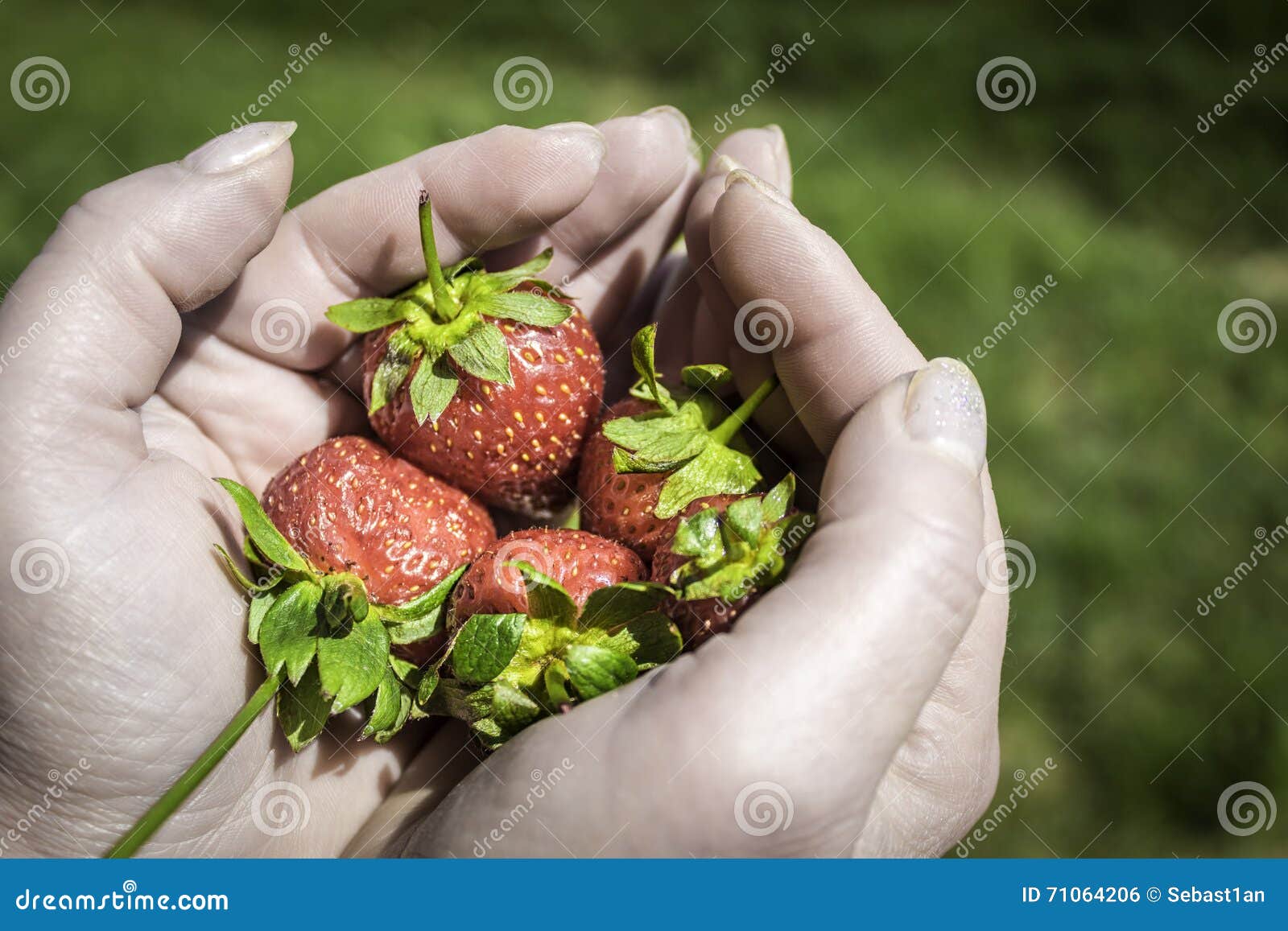 Strawberry Hands stock photo. Image of crop, hand, growth - 71064206