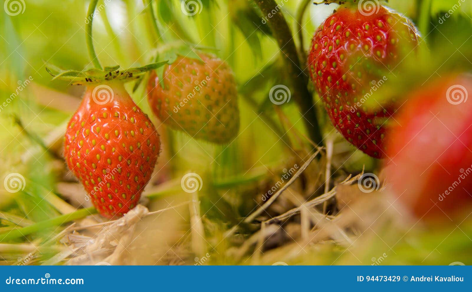 Strawberry Hanging on the Vine, Sunny Weather Stock Image - Image of ...