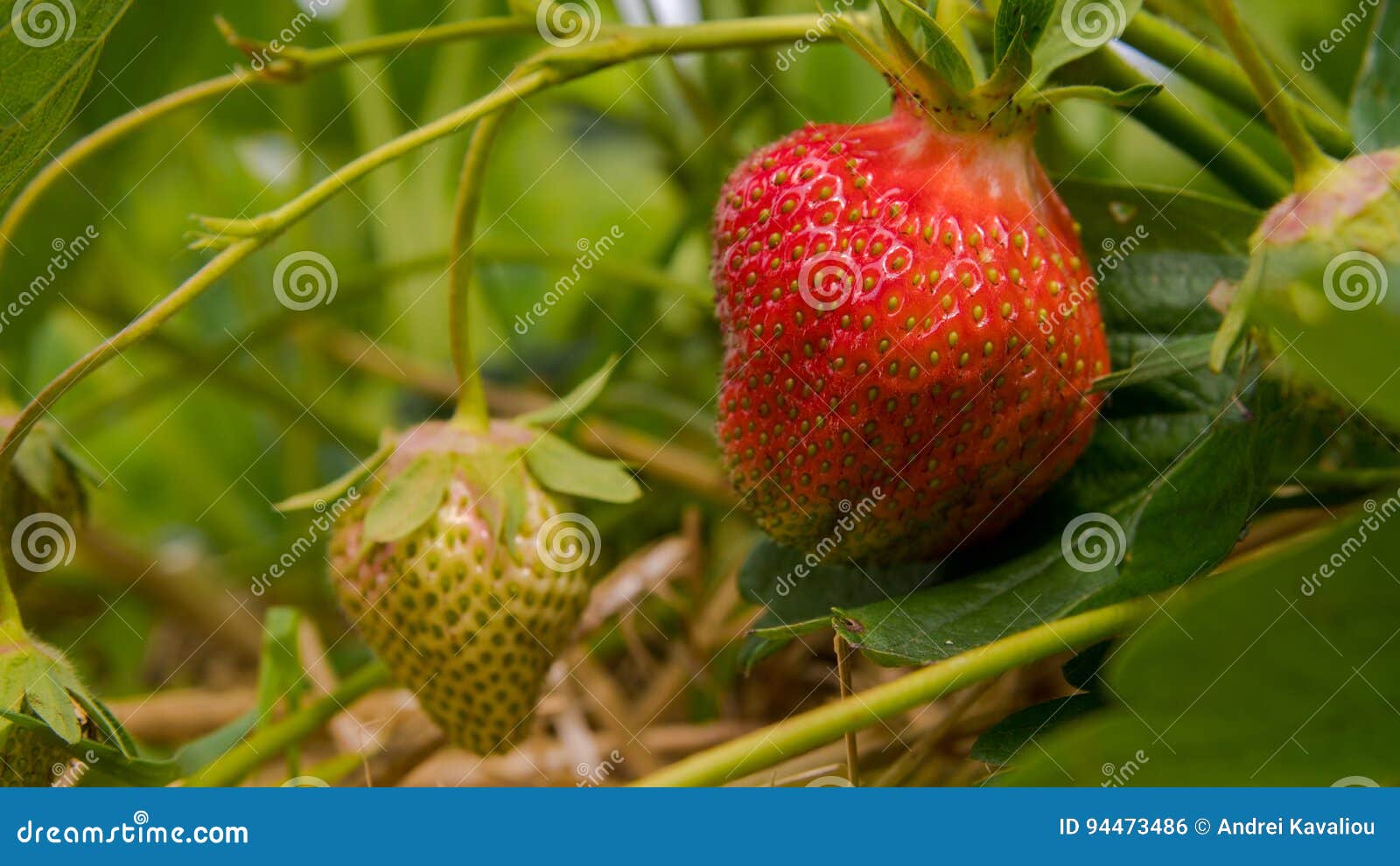 Strawberry Hanging on the Vine, Sunny Weather Stock Photo - Image of ...