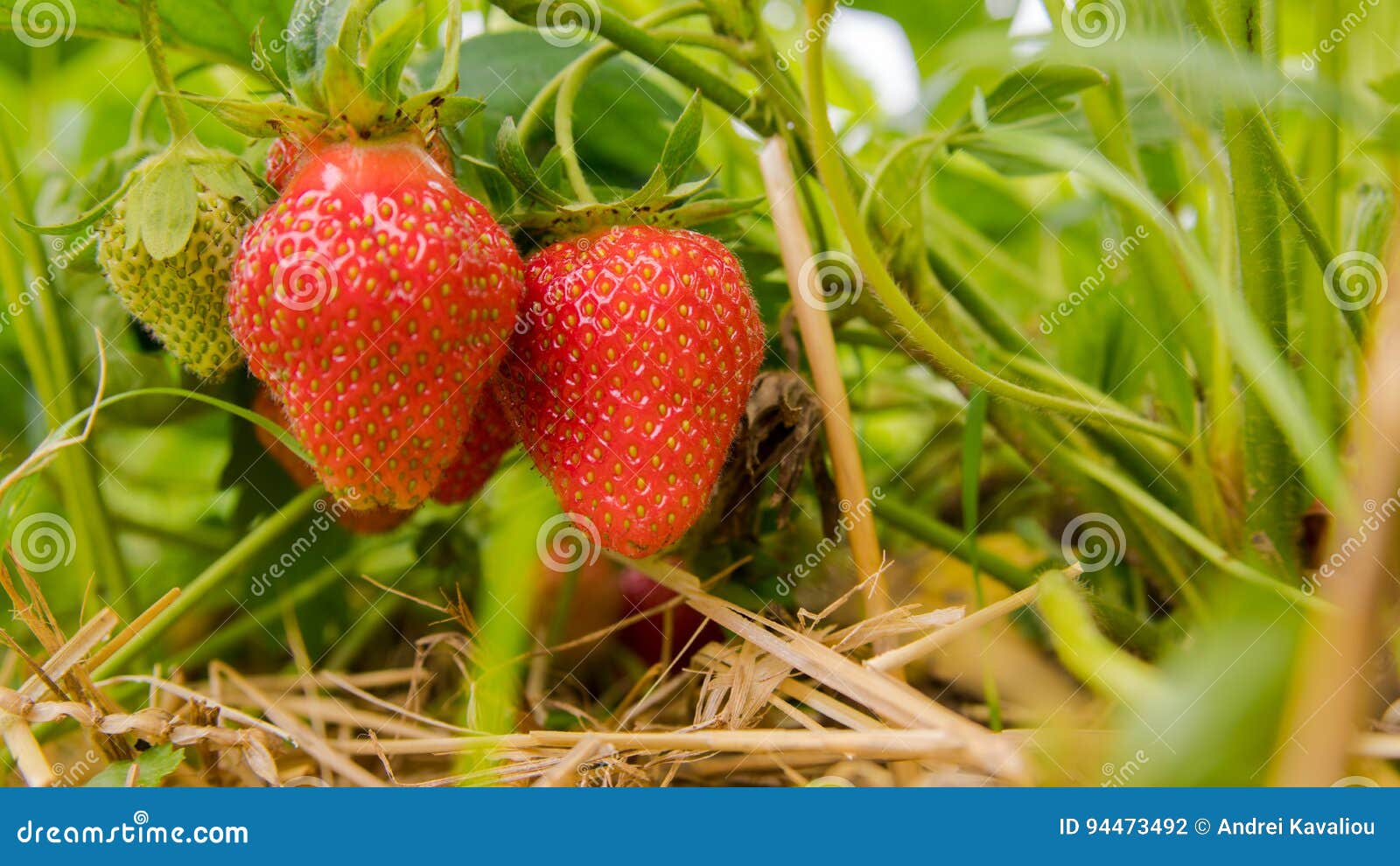 Strawberry Hanging on the Vine, Sunny Weather Stock Photo - Image of ...