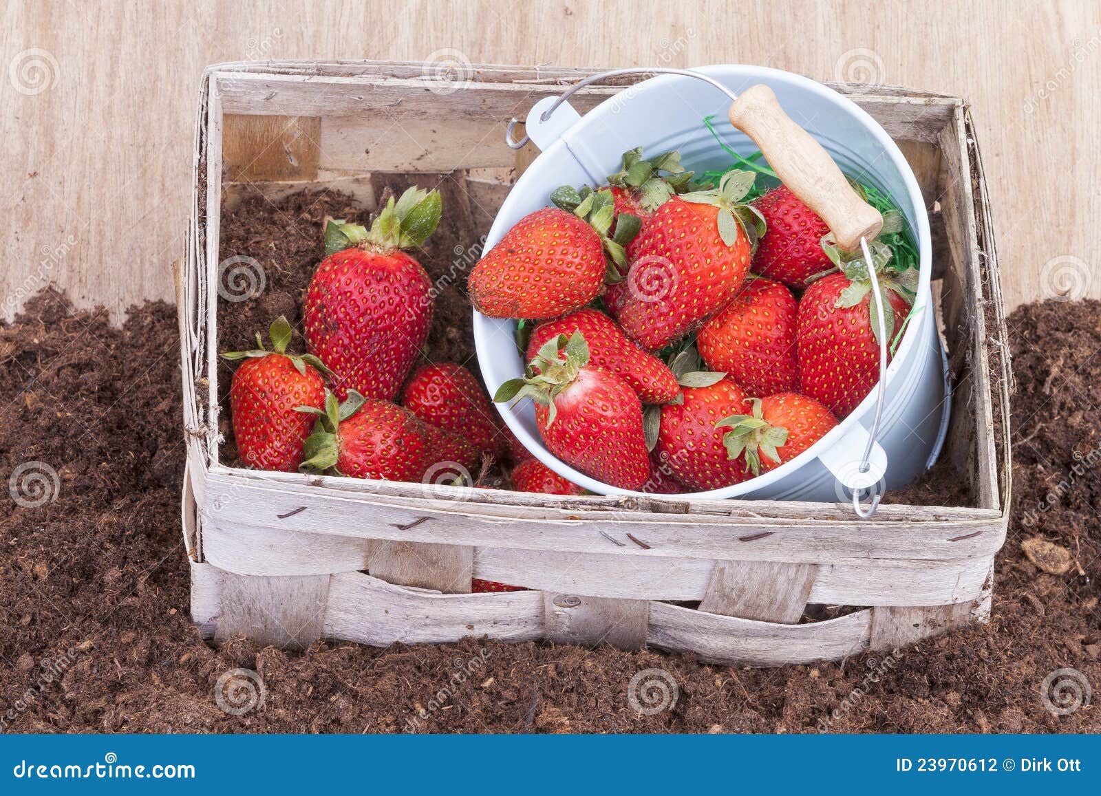 Strawberry harvest stock photo. Image of organic, pail - 23970612