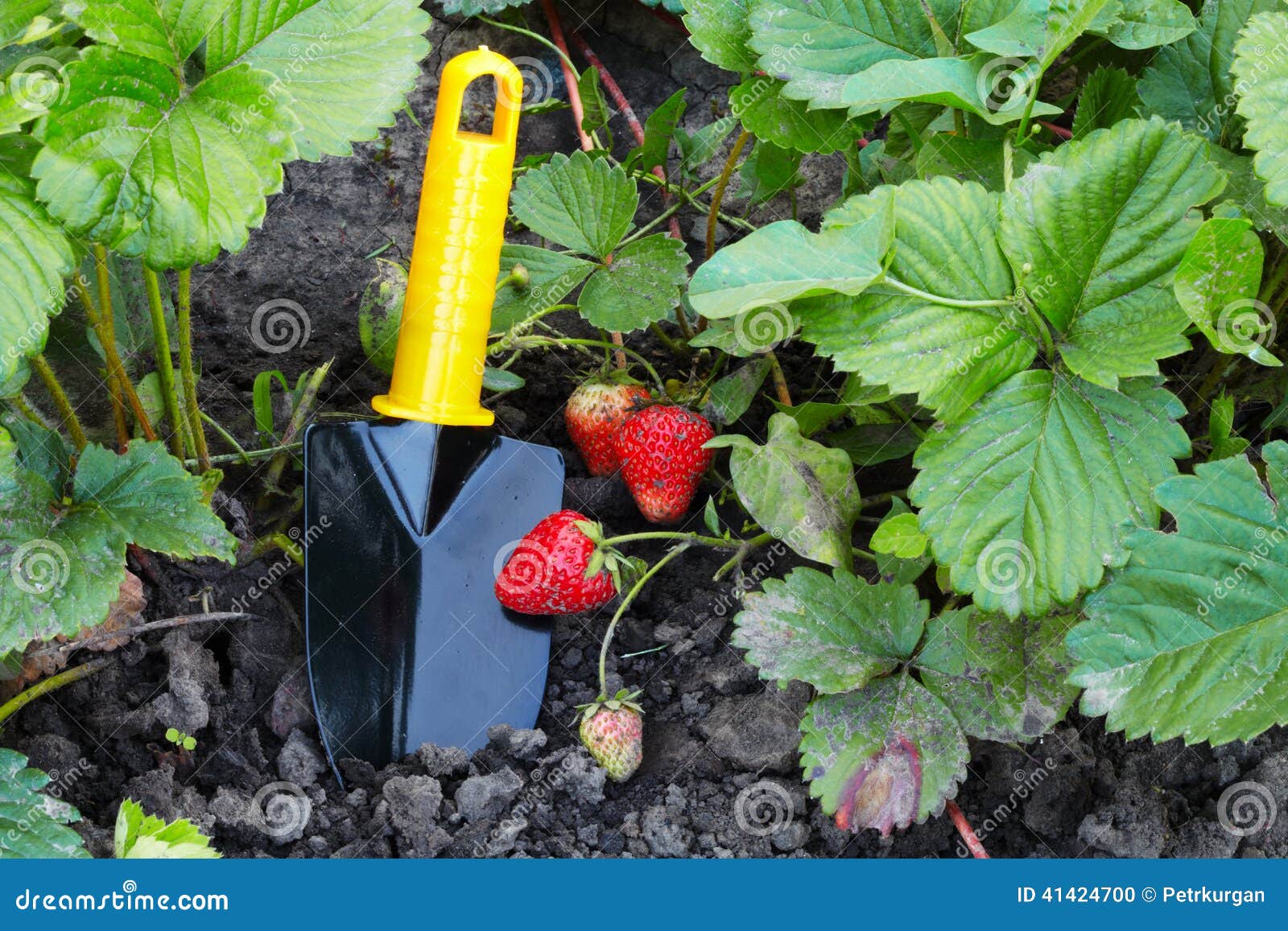 The Strawberry and Horticultural Sundry Stock Photo - Image of nature ...