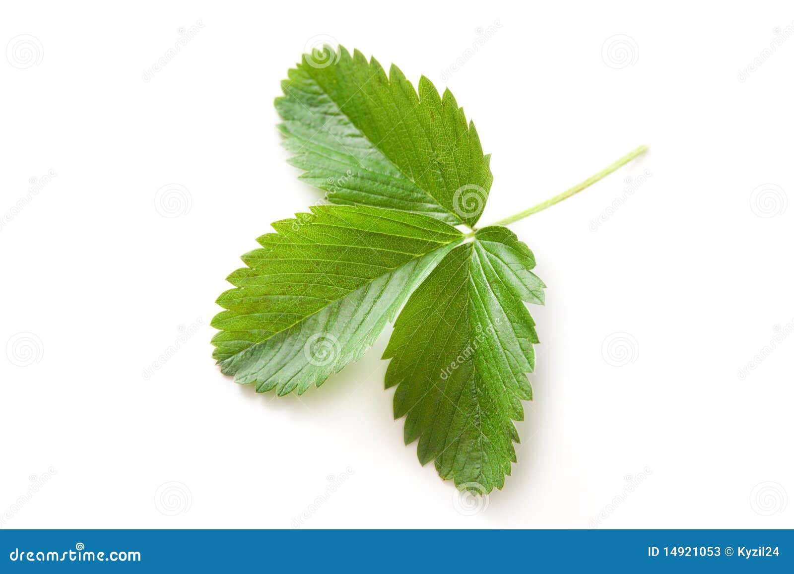 Strawberry Leaf stock image. Image of vitamin, leaves - 14921053