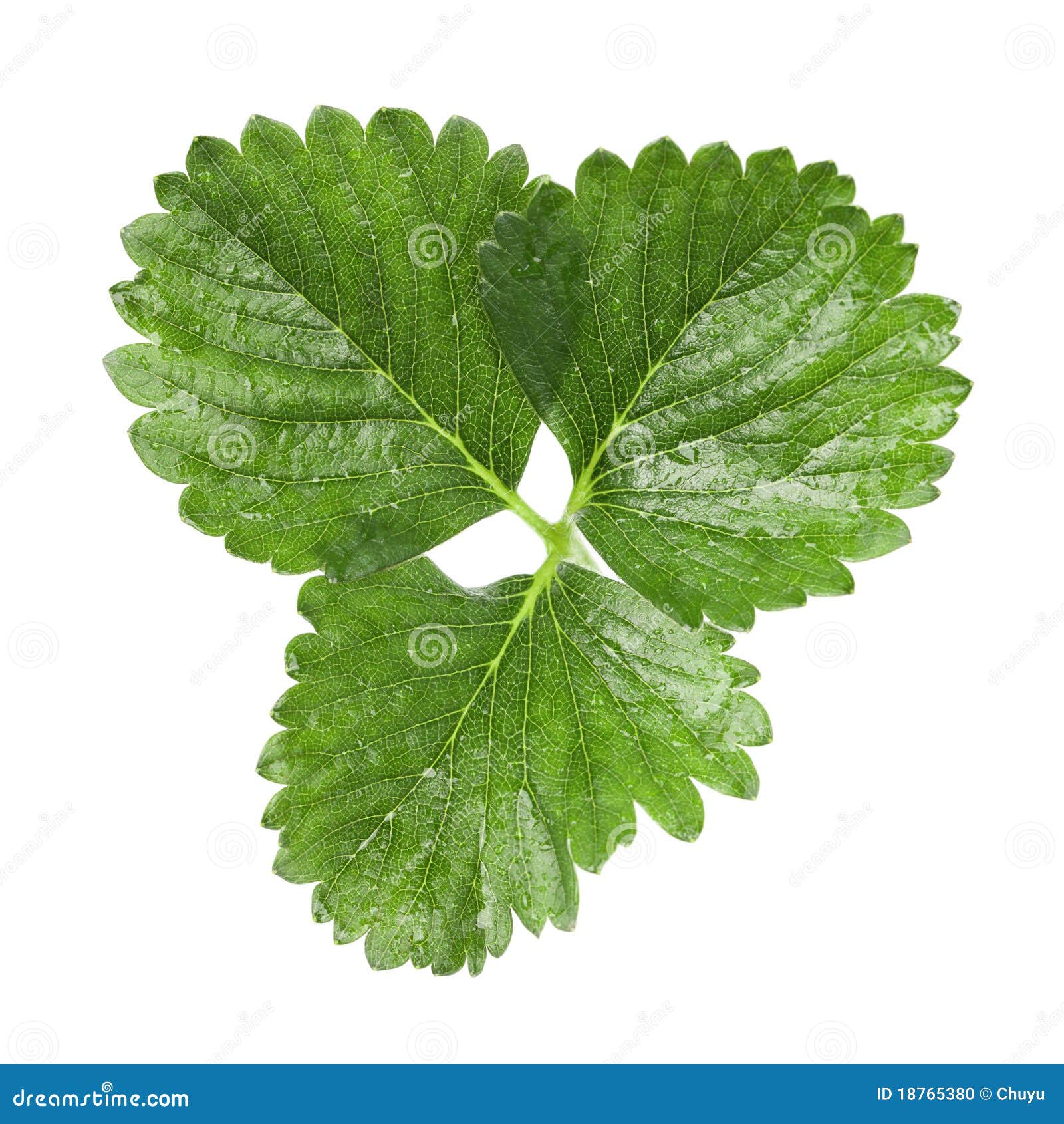 Strawberry leaf stock photo. Image of fruit, clean, fresh - 18765380