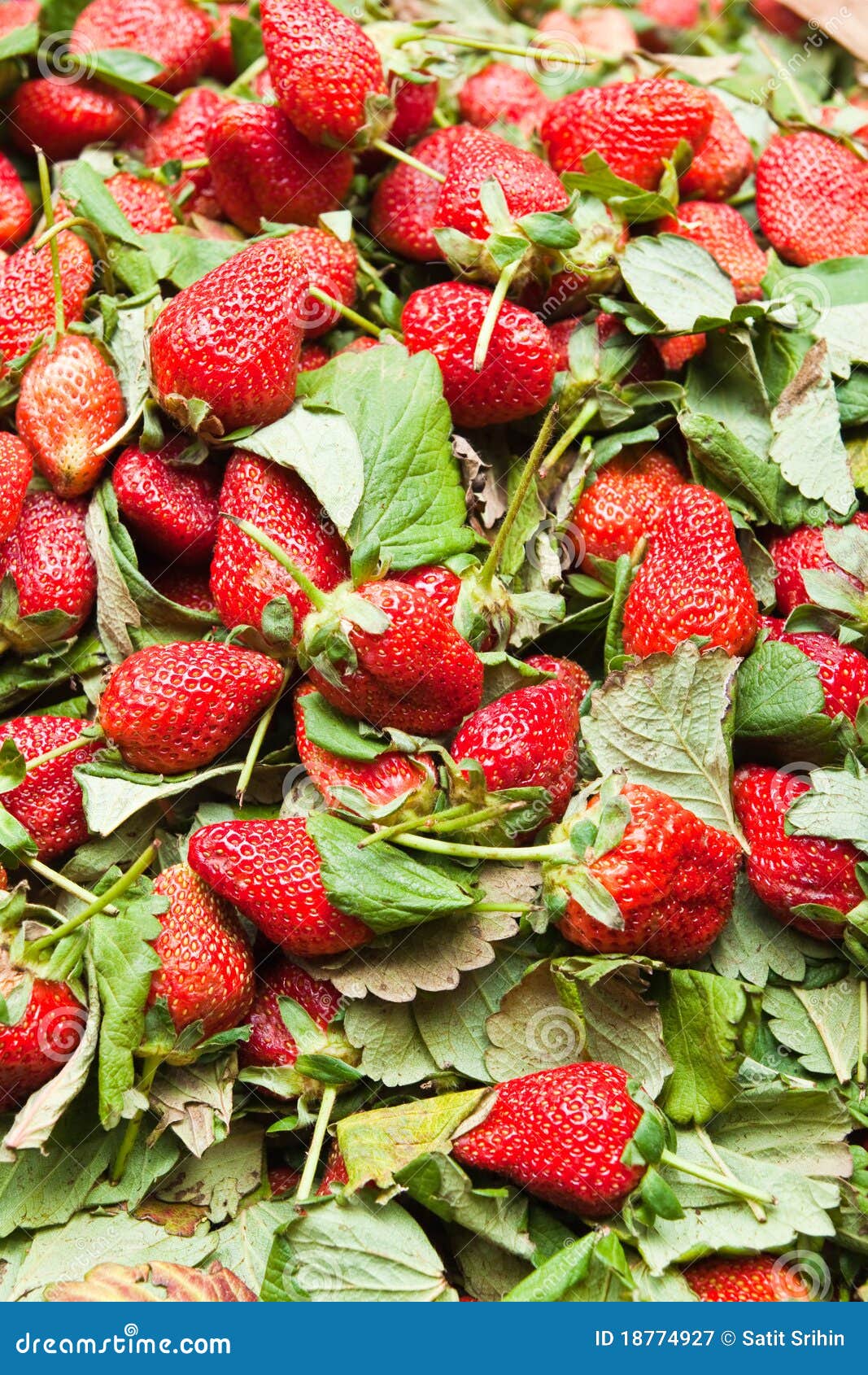 Strawberry with leaf stock image. Image of closeup, background - 18774927