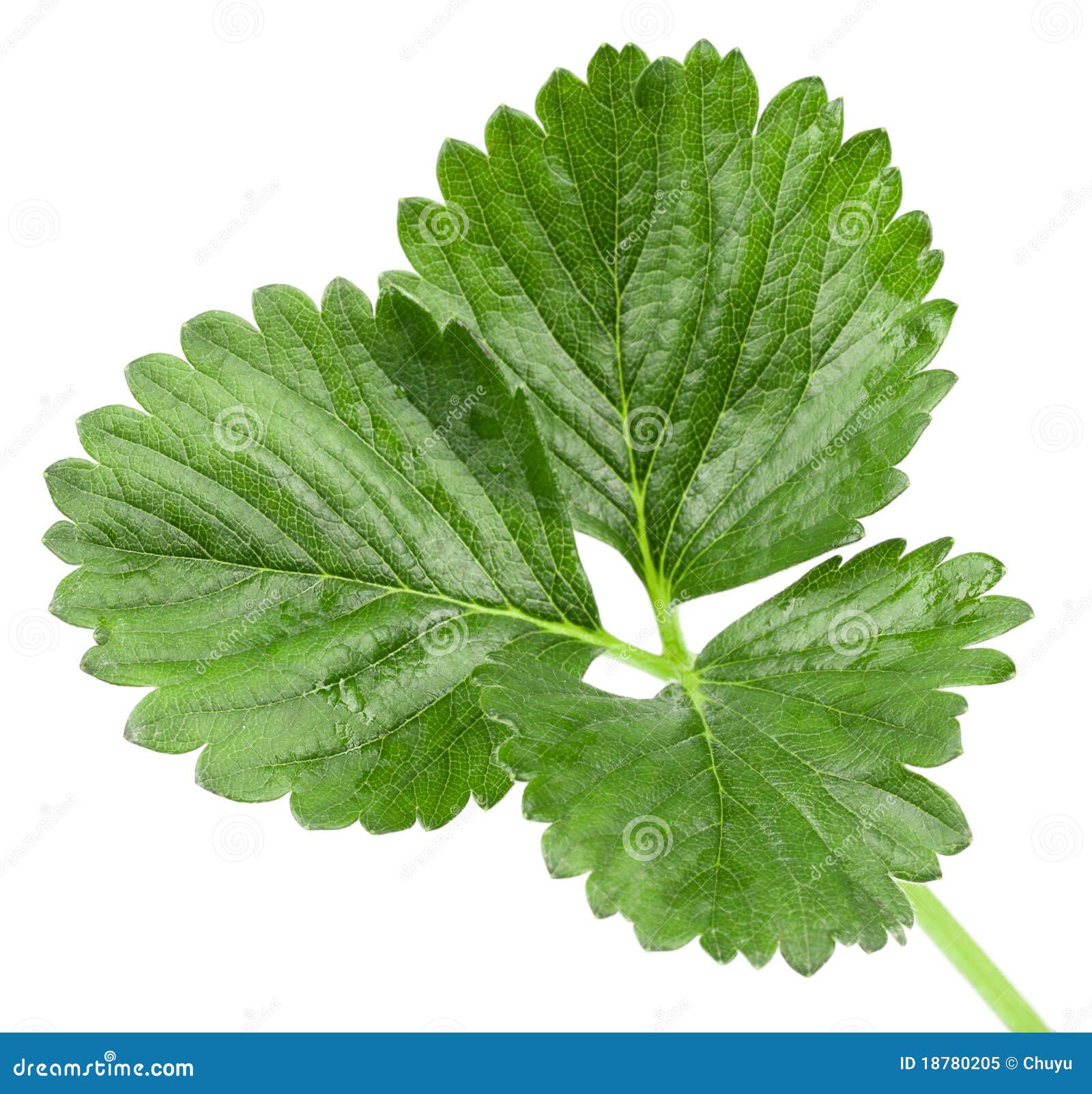 Strawberry leaf stock image. Image of fresh, spring, leaf - 18780205