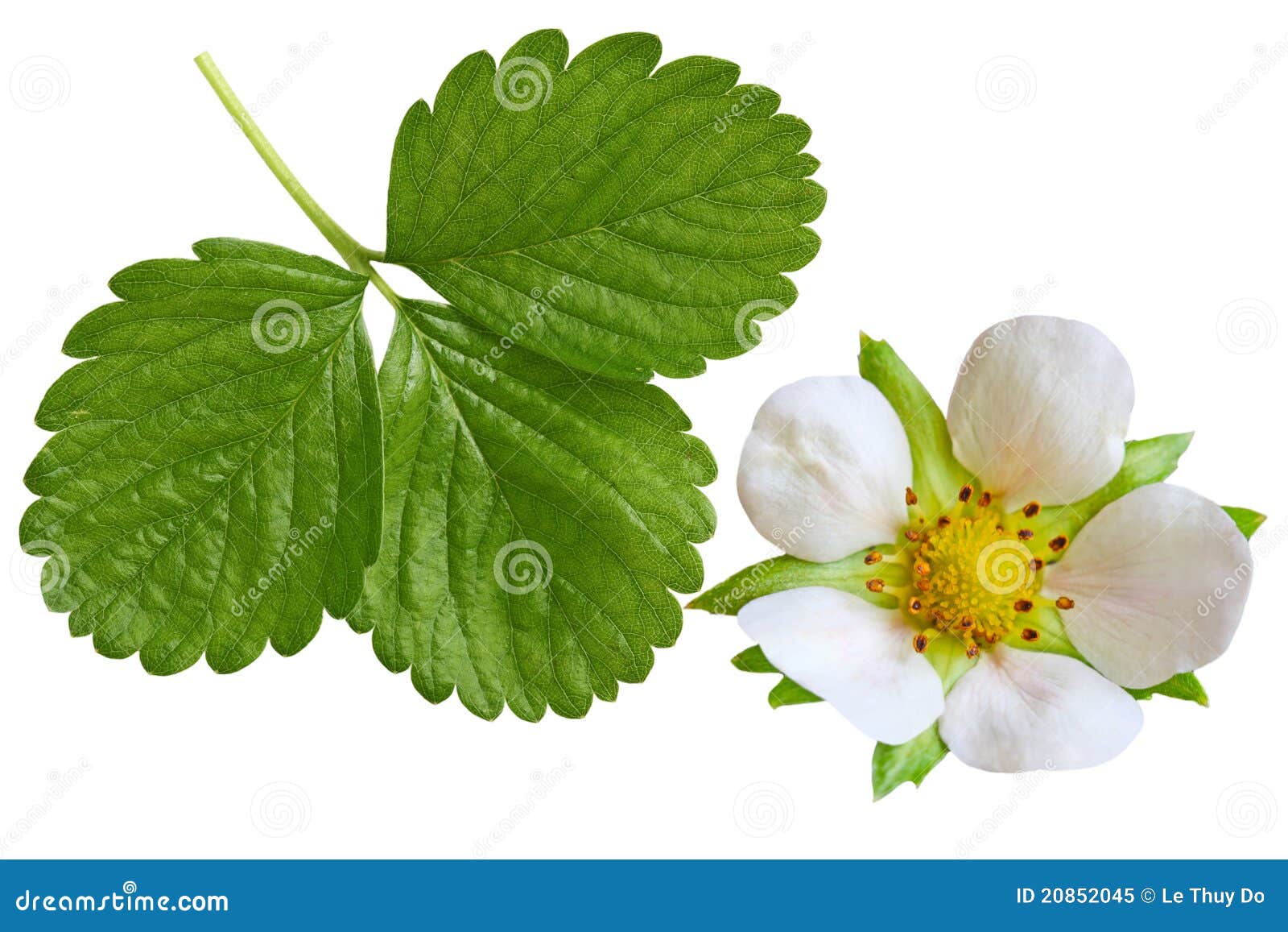 Strawberry Leaf stock image. Image of plant, white, strawberry - 20852045