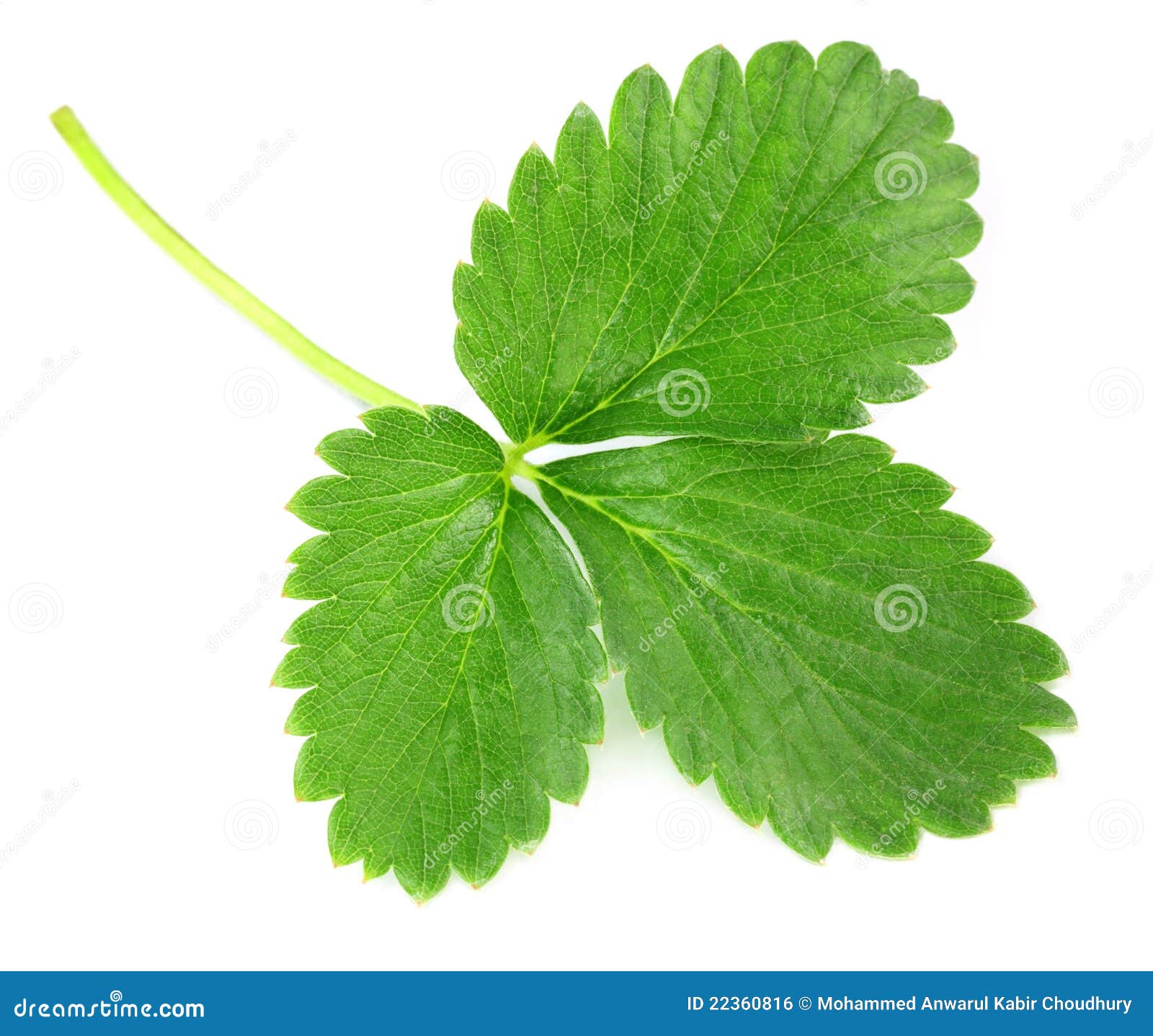Strawberry leaf stock photo. Image of elegant, color - 22360816