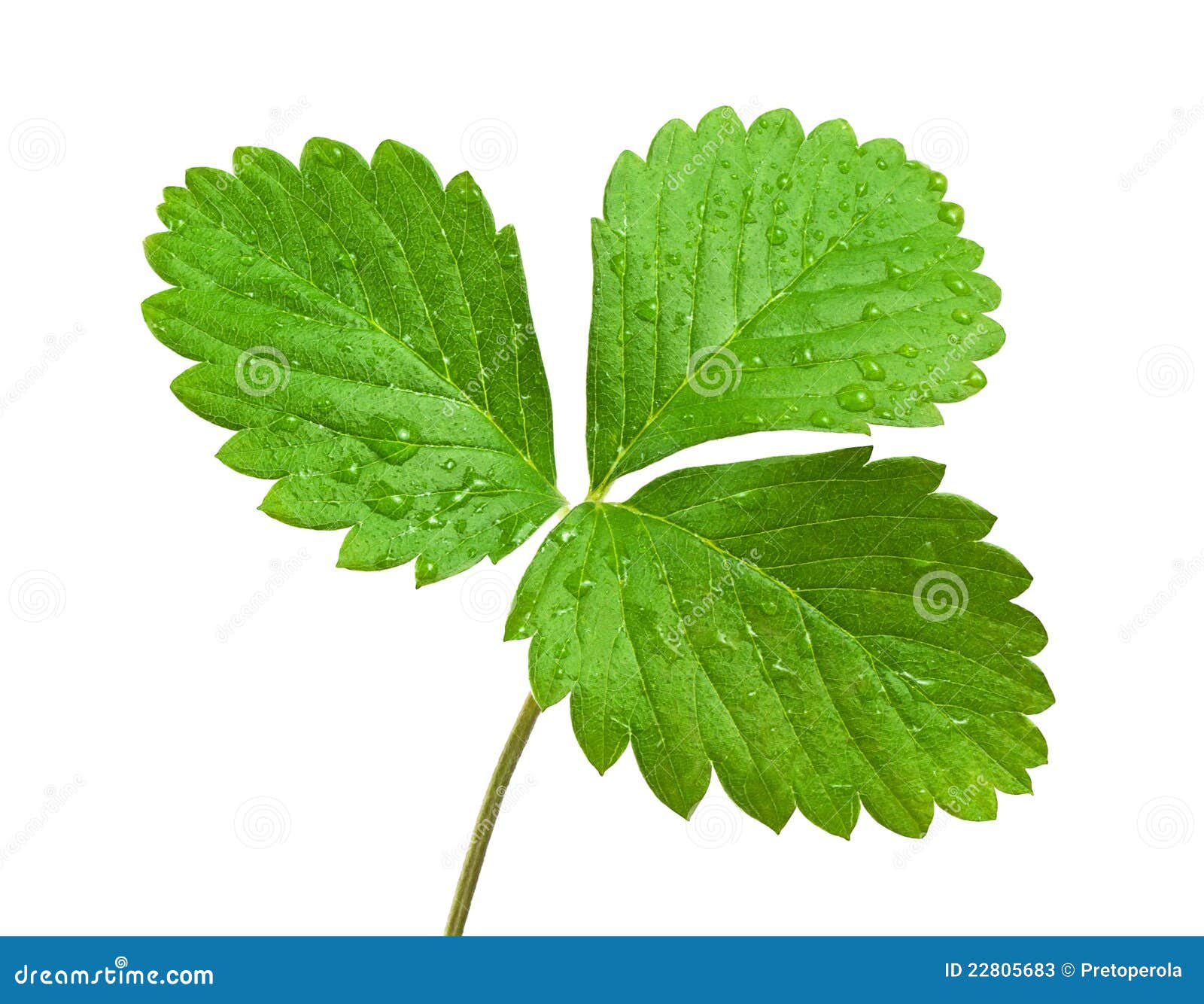 Strawberry leaf stock image. Image of forest, group, beauty - 22805683