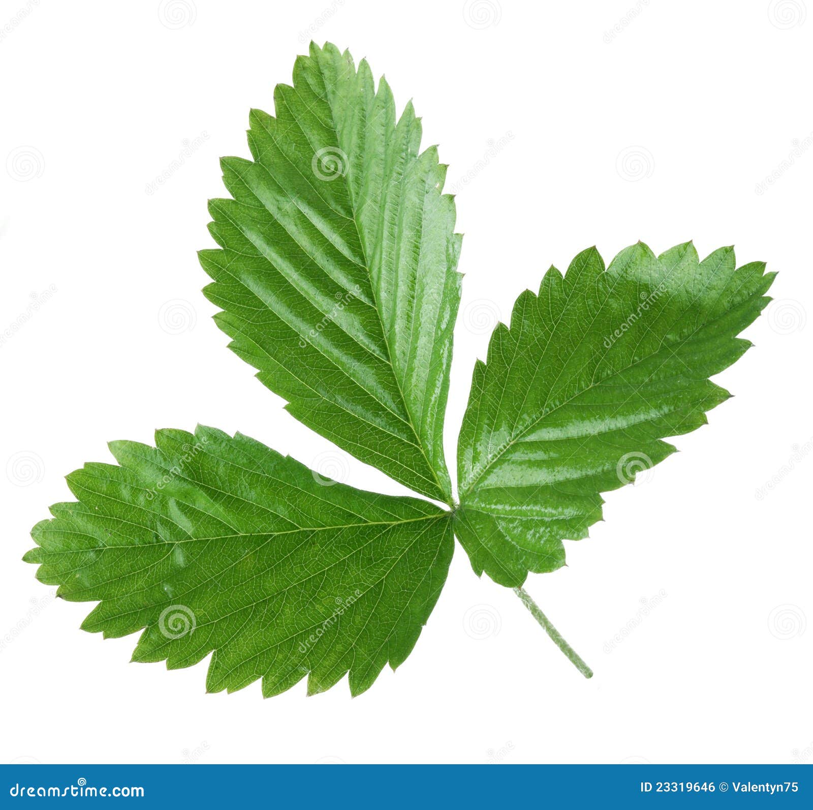 Strawberry leaf stock photo. Image of summer, leaf, botanical - 23319646