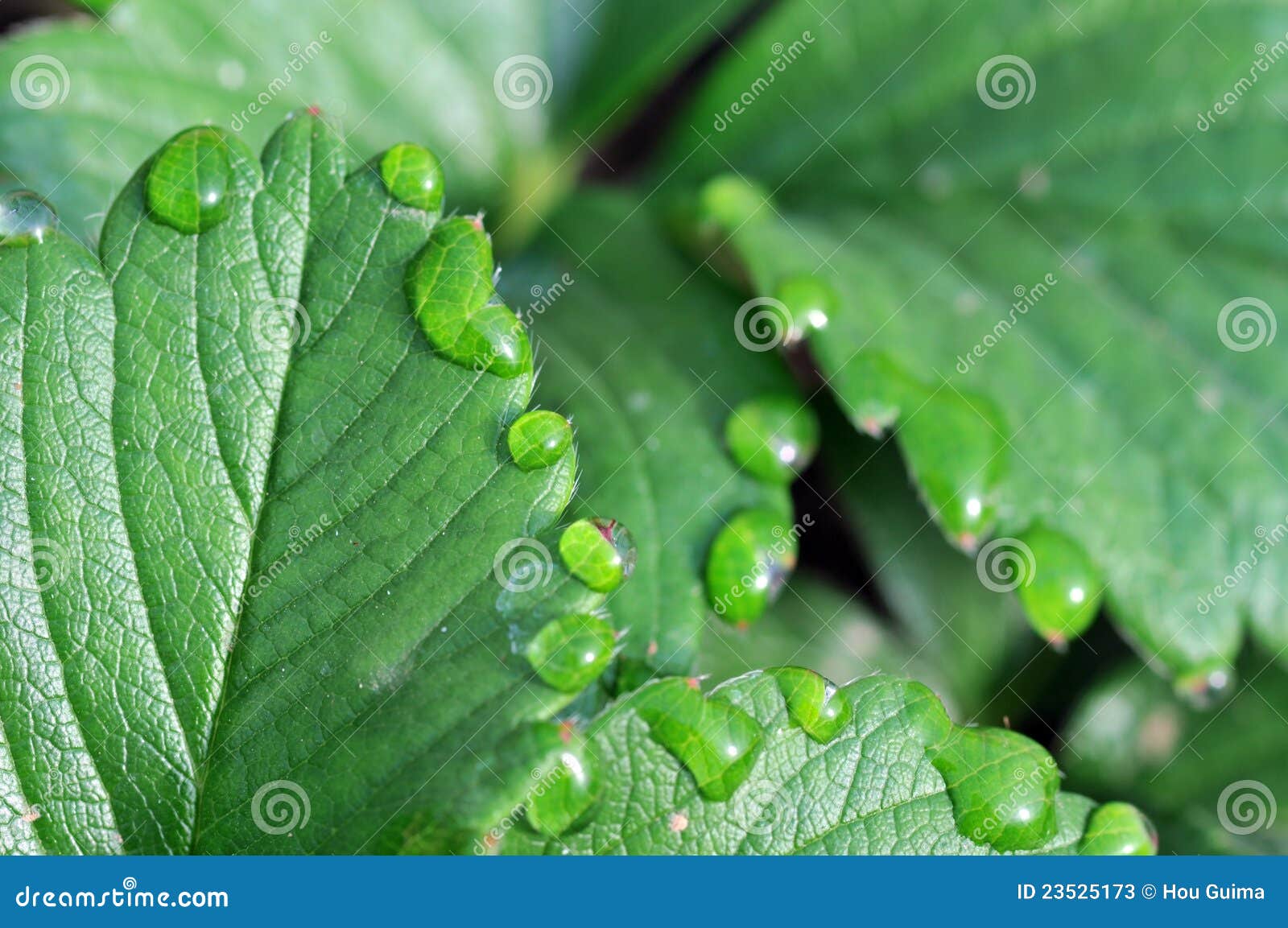 Strawberry Leaf With The Fungal Disease, Leaf Blight, Phomopsis ...