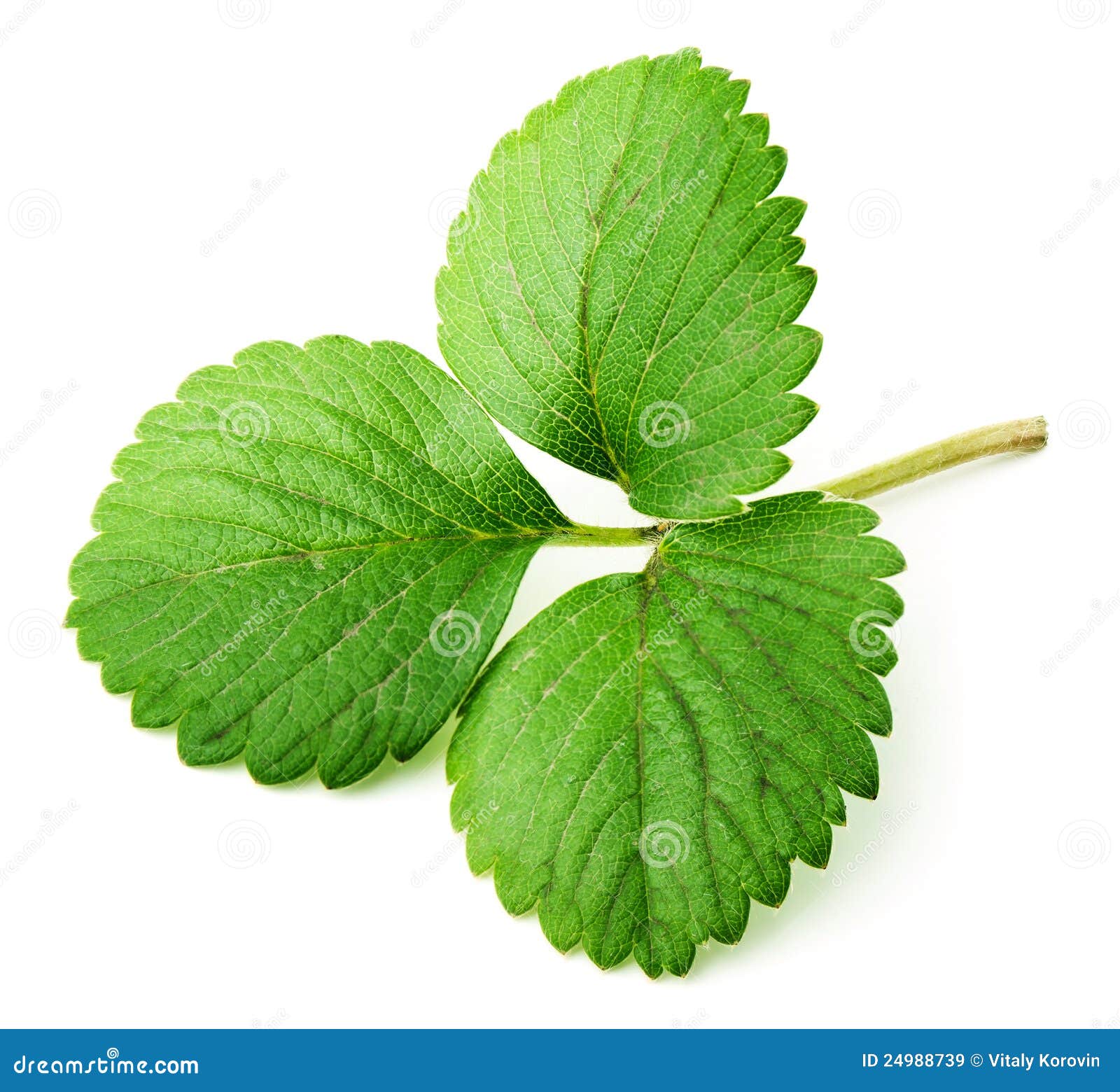 Strawberry Leaf With The Fungal Disease, Leaf Blight, Phomopsis ...