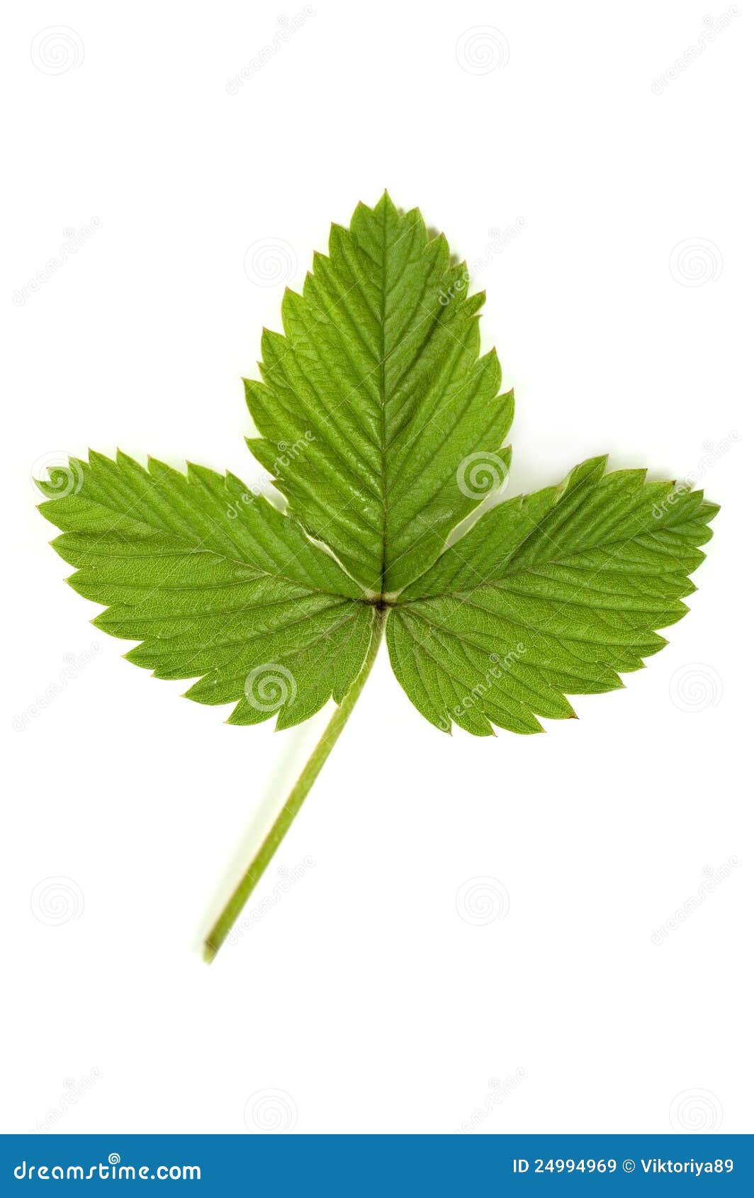 Strawberry leaf stock image. Image of green, nature, leaf - 24994969