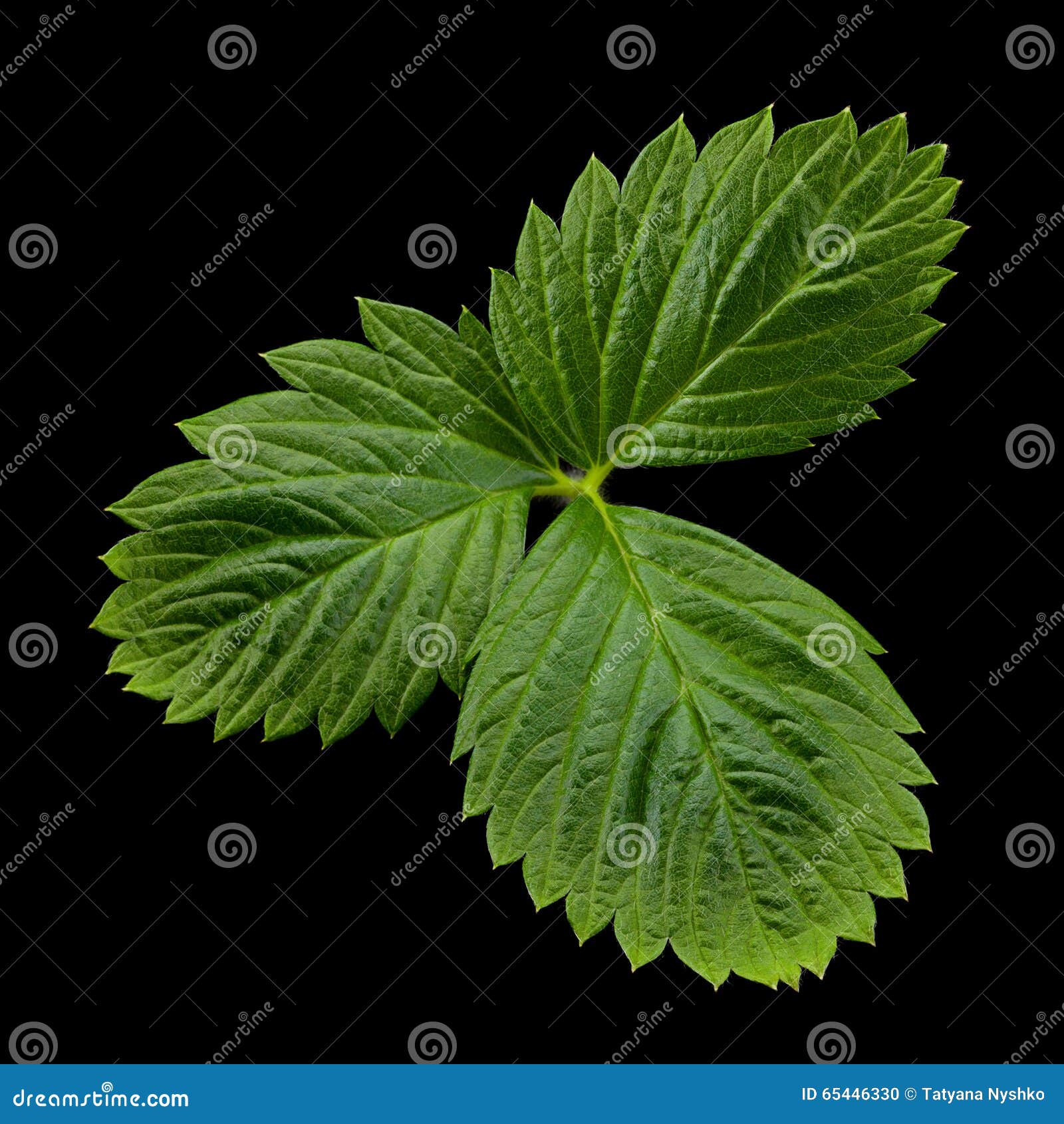 Strawberry leaf stock photo. Image of leave, botany, black - 65446330