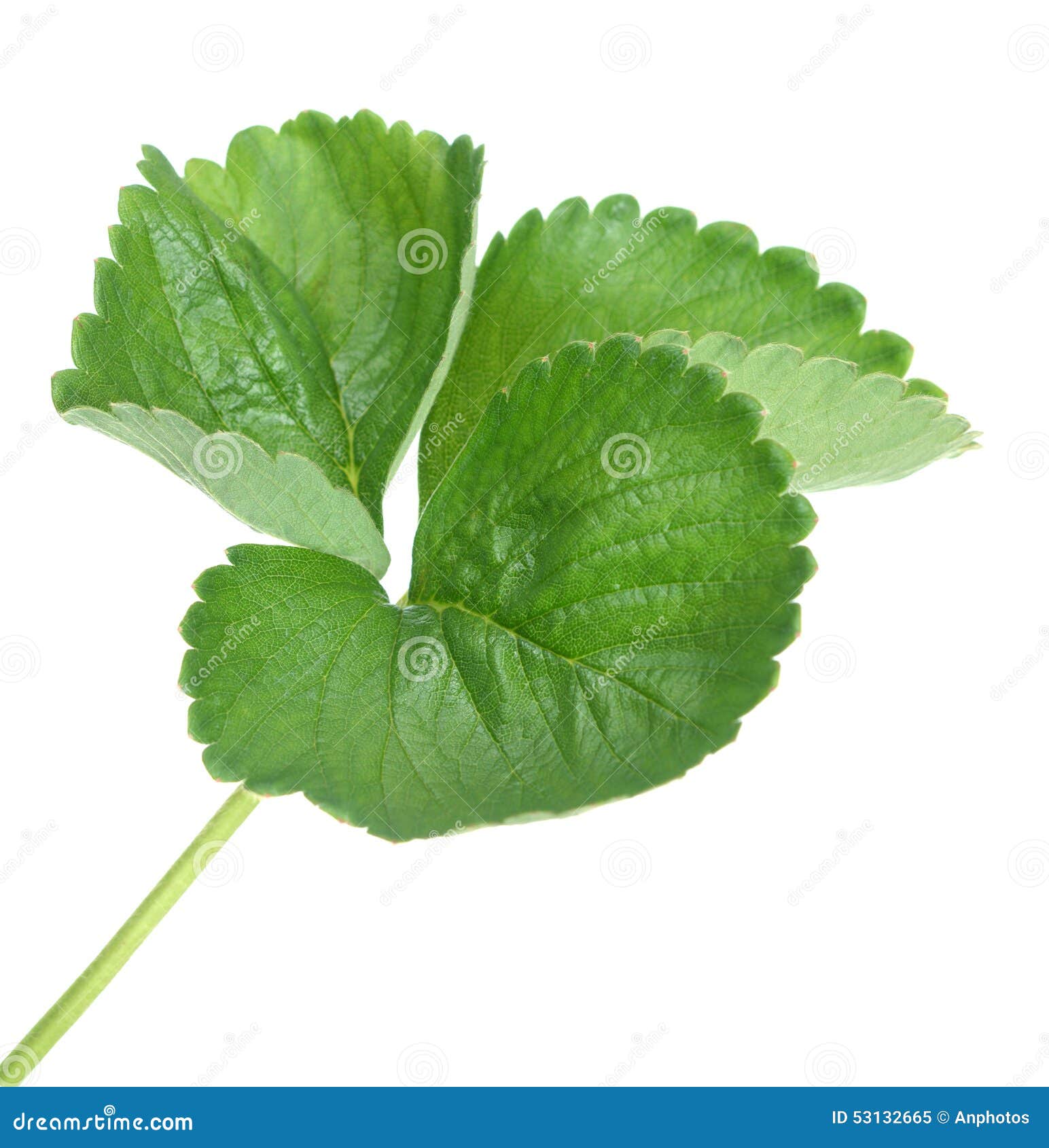 Strawberry leaf stock image. Image of plant, clean, beautiful - 53132665