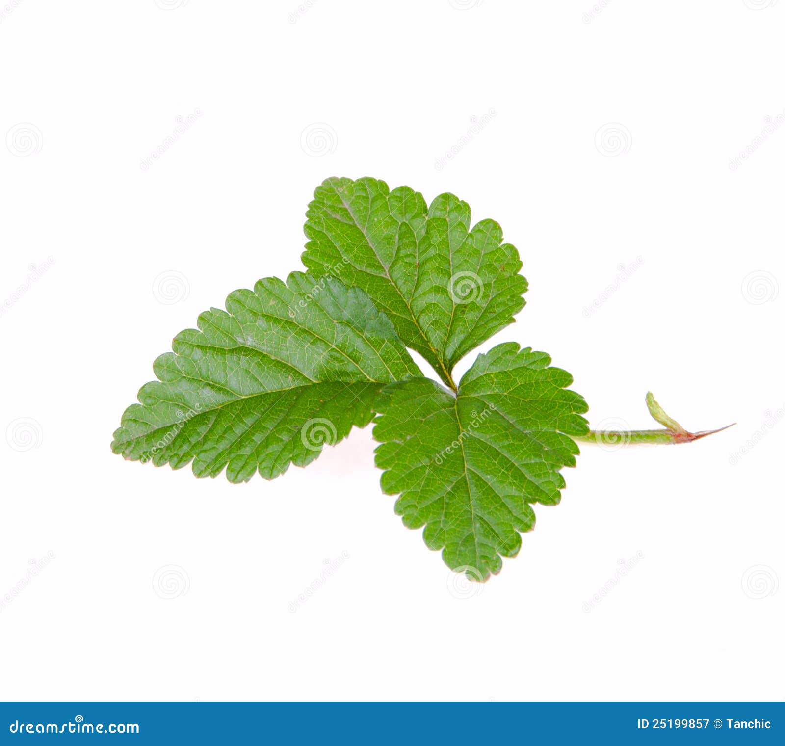 Strawberry leaf green stock image. Image of botany, branch - 25199857