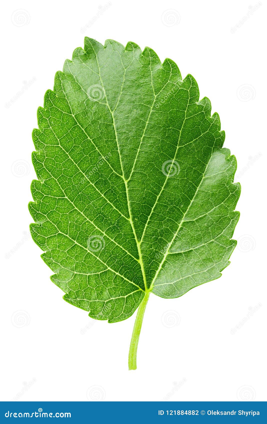 Strawberry leaf isolated stock photo. Image of macro - 121884882