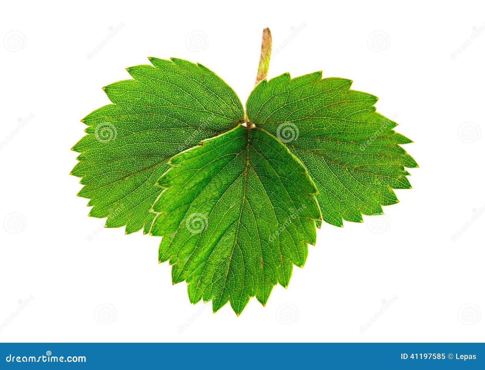 Strawberry leaf stock image. Image of green, white, leave - 41197585