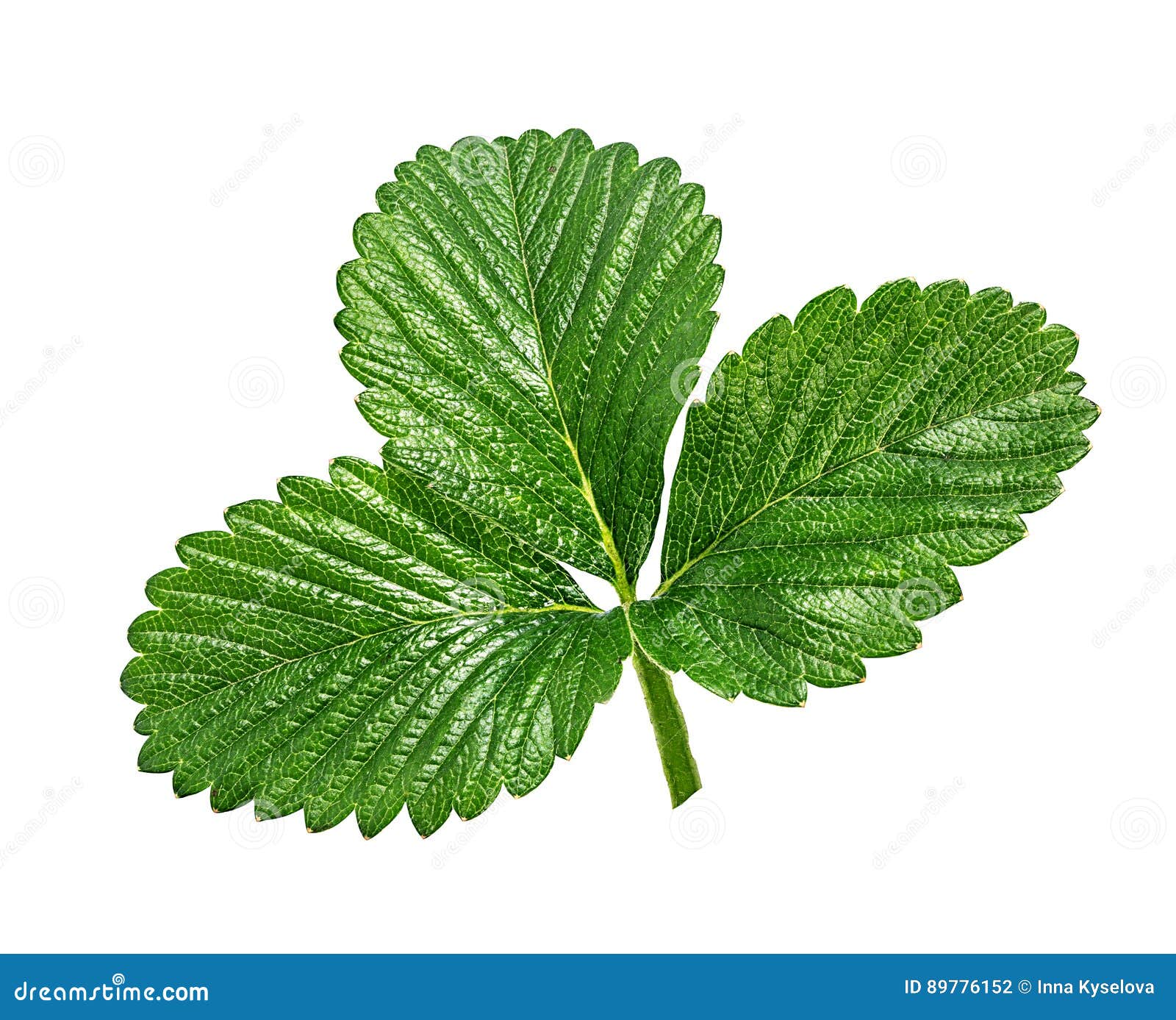 Strawberry leaf isolated stock photo. Image of plant - 89776152