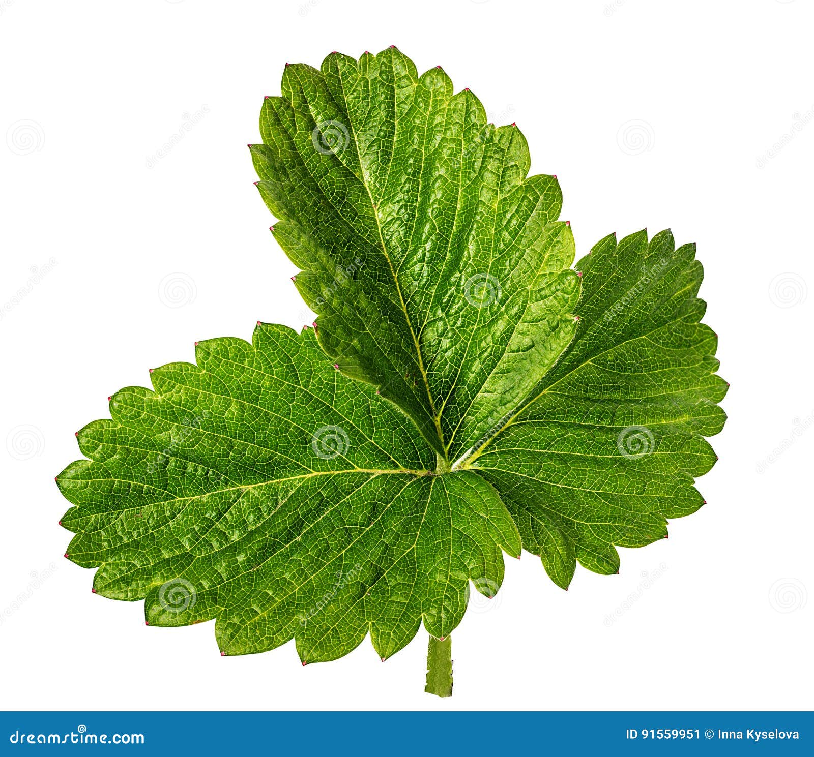 Strawberry leaf isolated stock image. Image of green - 91559951