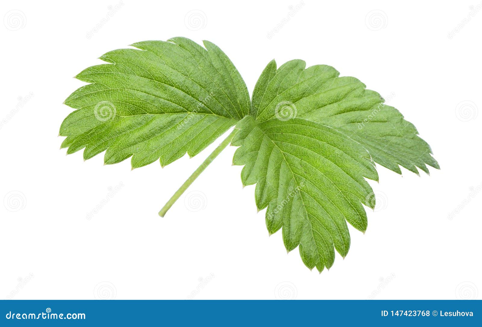 Strawberry leaf stock photo. Image of isolated, healthy - 147423768