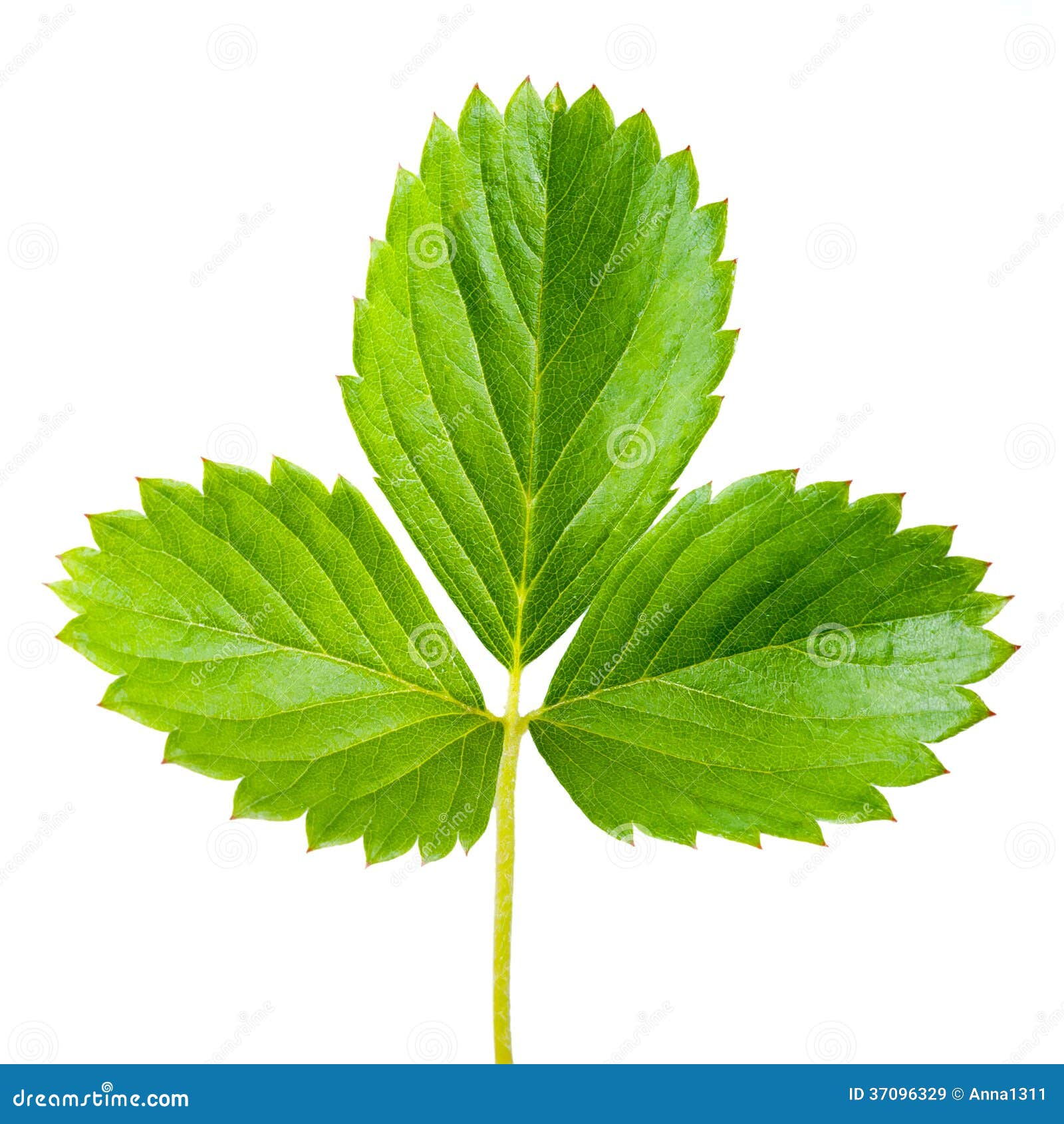 Strawberry Leaf On Wood Background Royalty-Free Stock Image ...