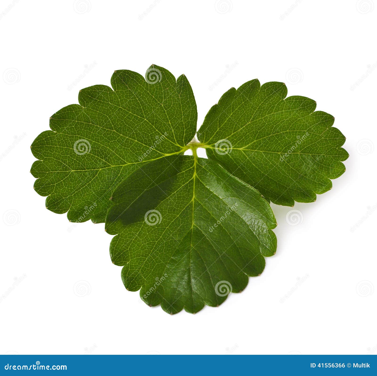 Strawberry Leaf With The Fungal Disease, Leaf Blight, Phomopsis ...