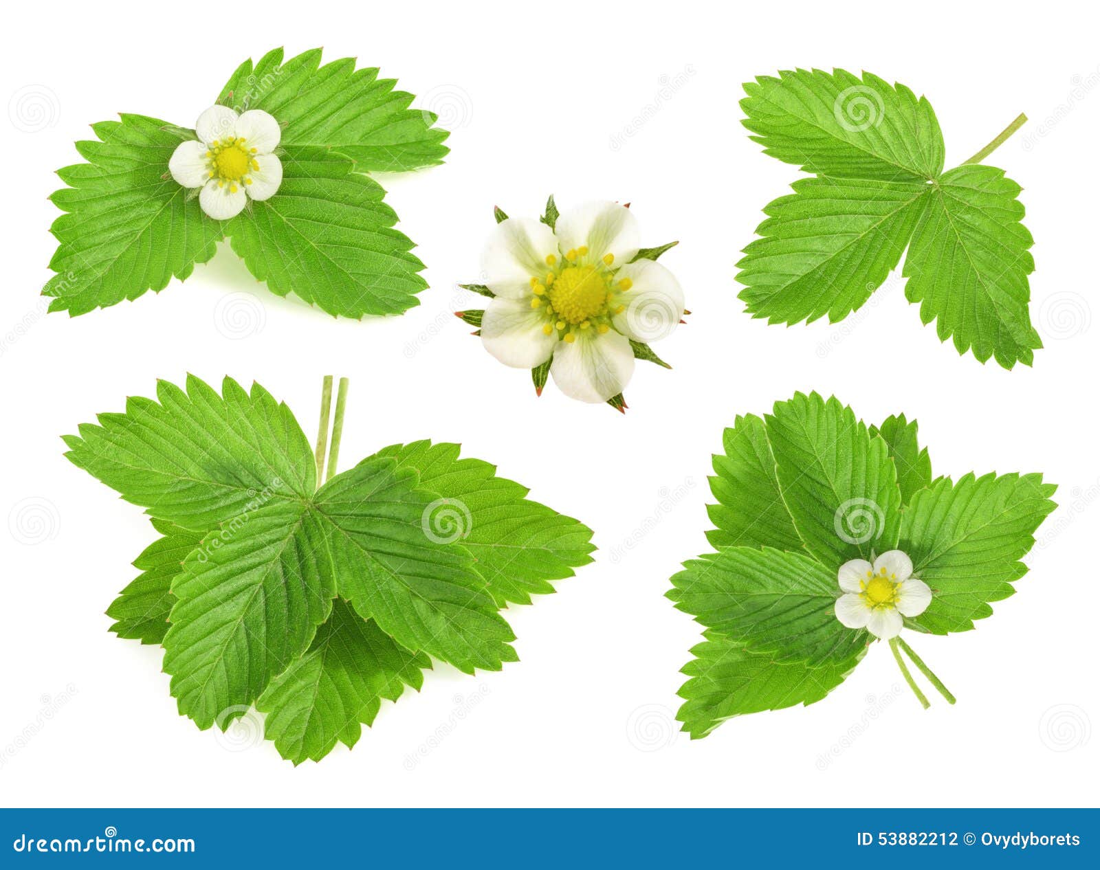 Strawberry Leaf With The Fungal Disease, Leaf Blight, Phomopsis ...