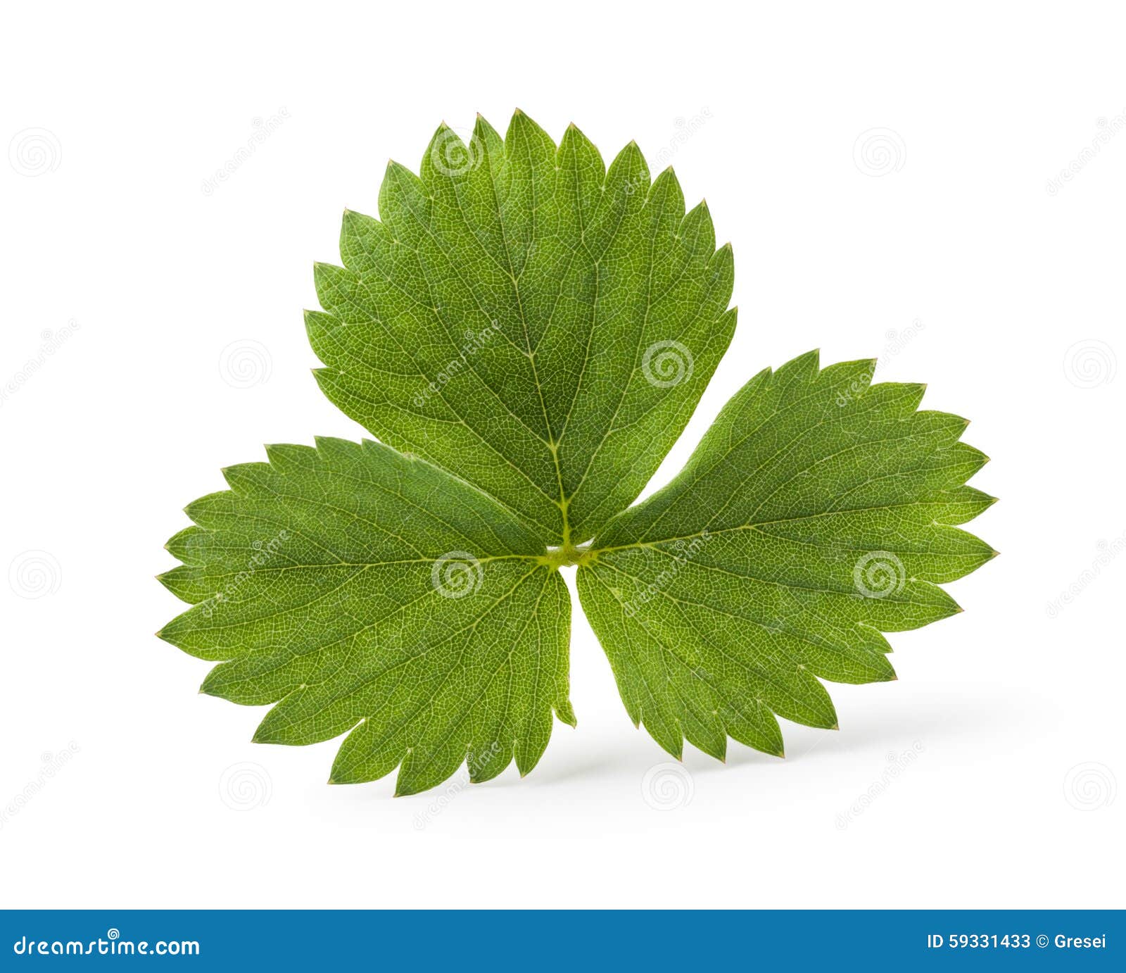 Strawberry leaf stock image. Image of single, strawberry - 59331433
